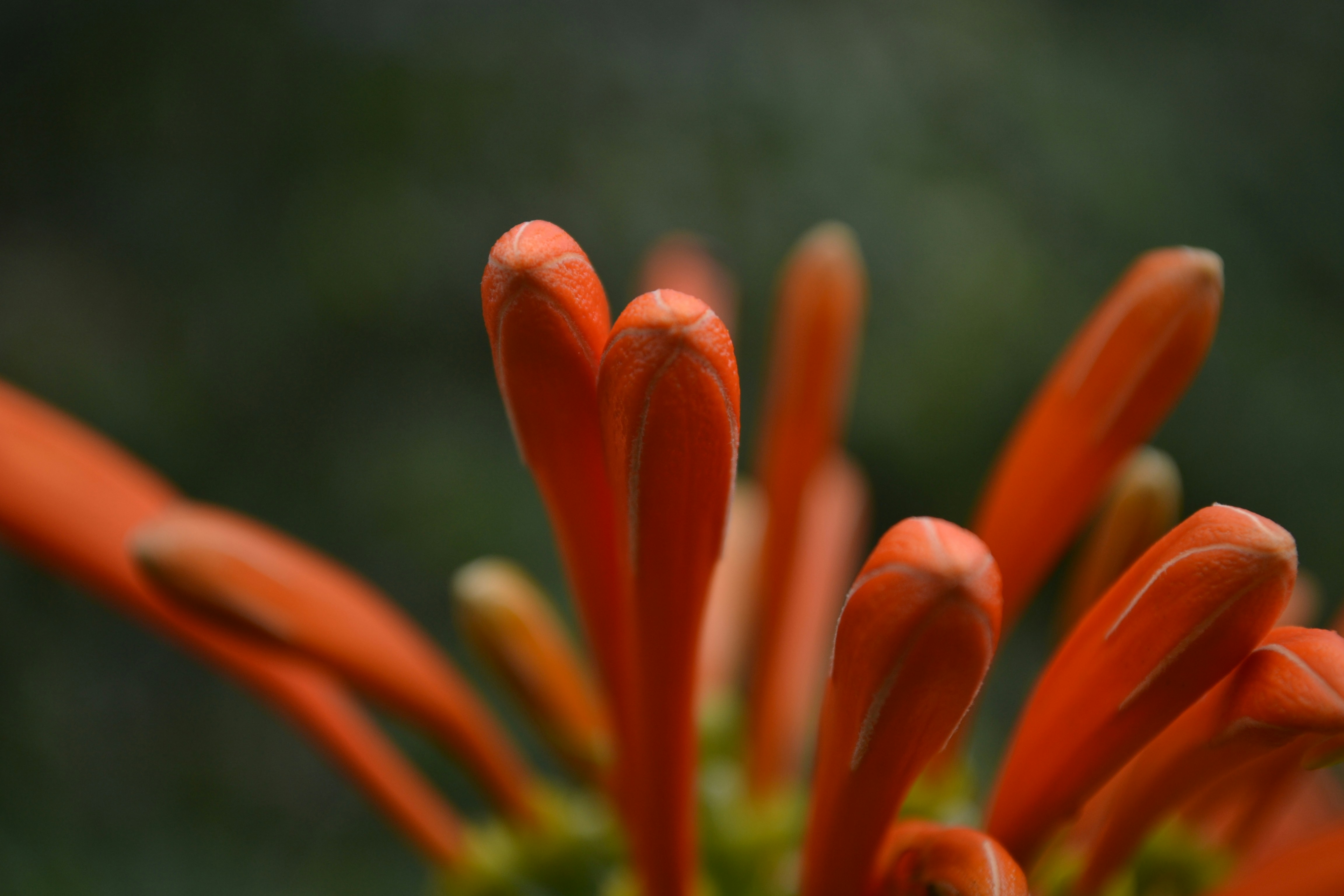 Crimson Petals Reaching for Light
