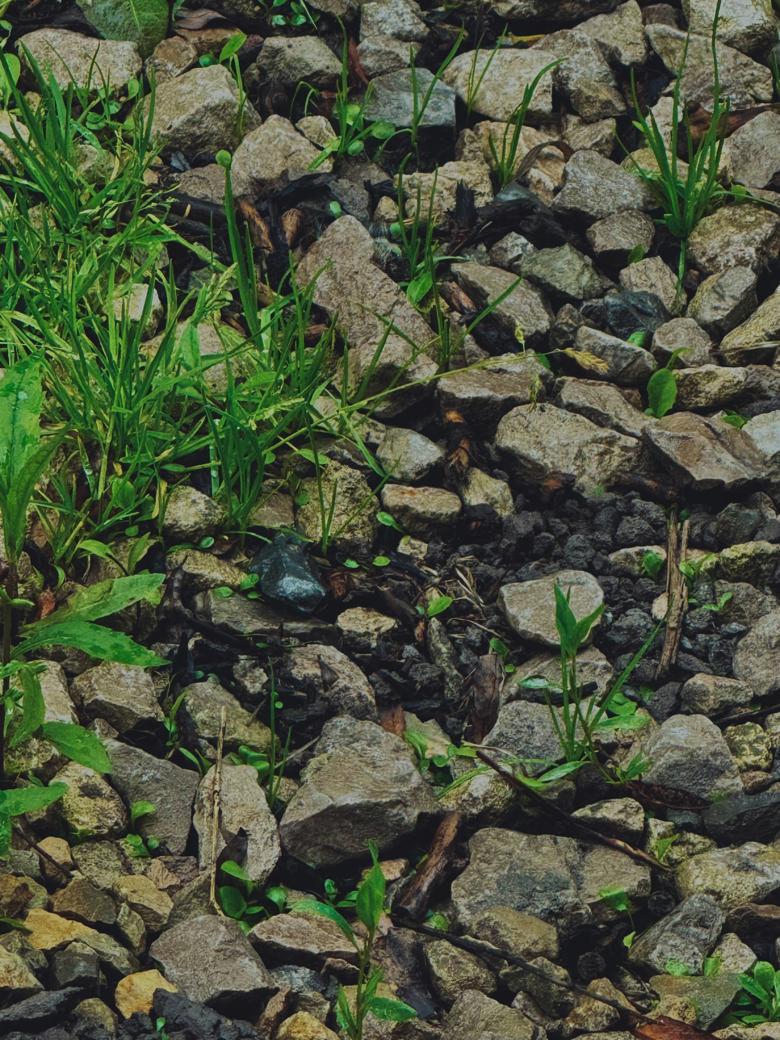 Rocks and green grass growing between them.