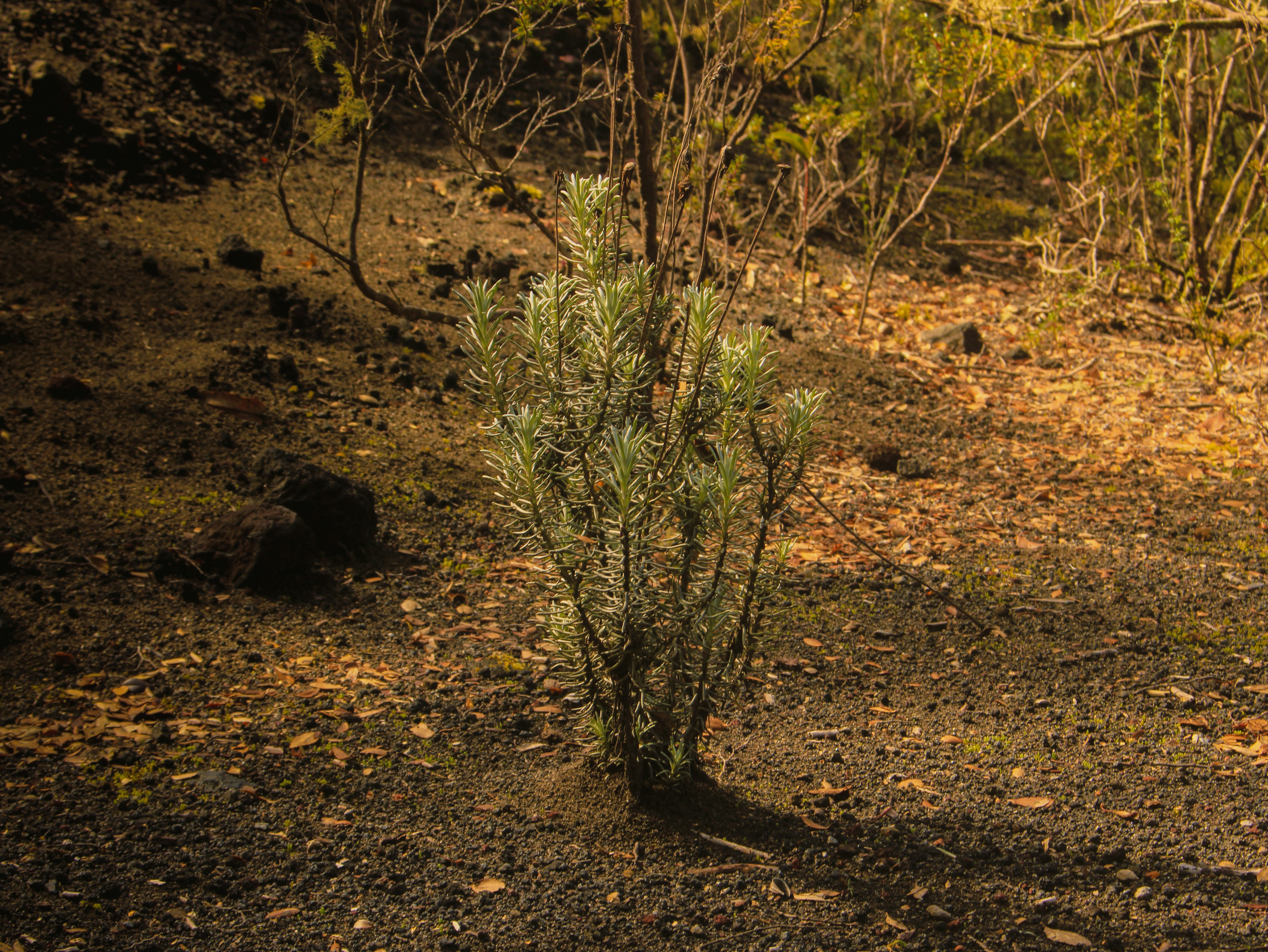 Resilience in Arid Terrain