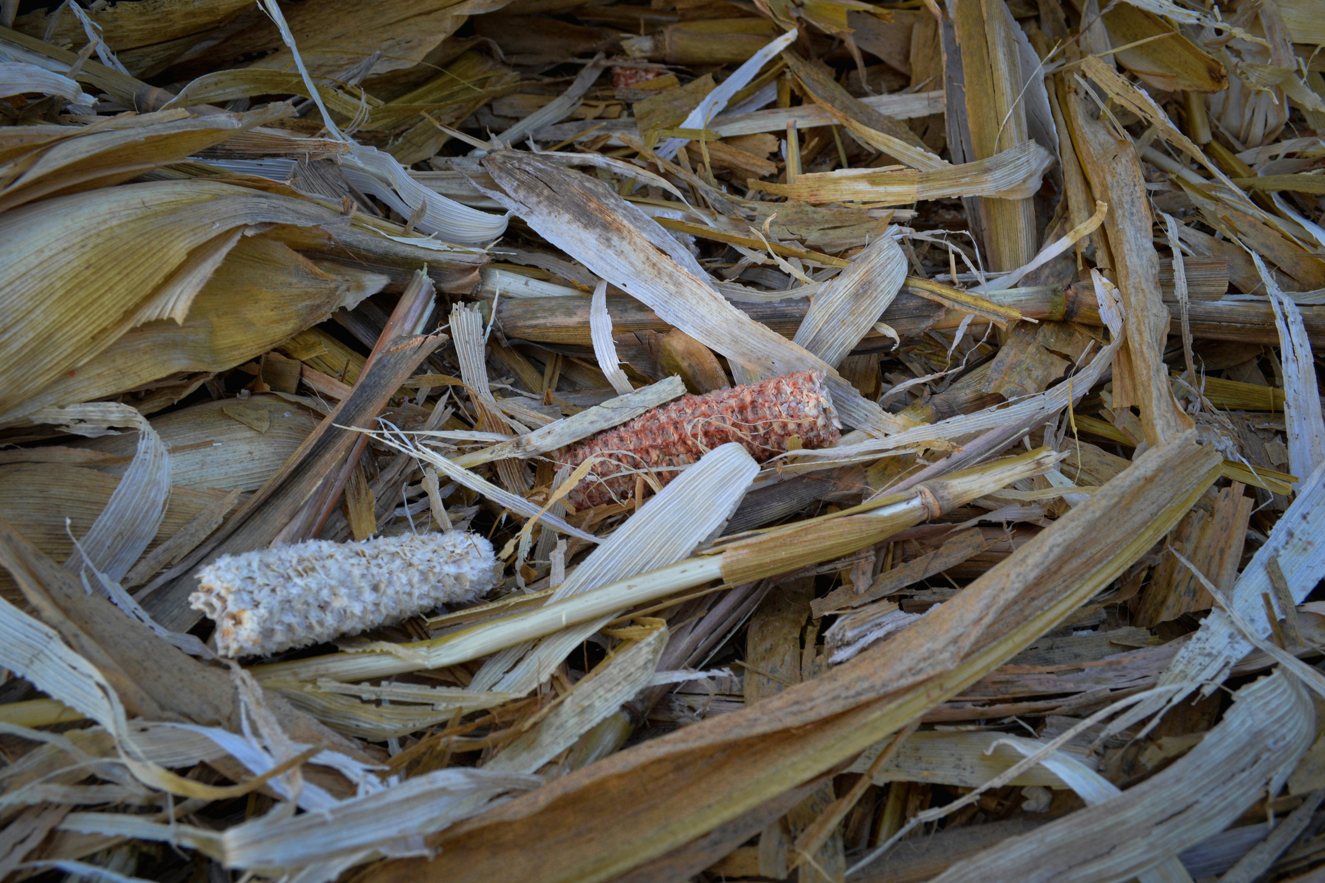 Nature's Discarded Treasures