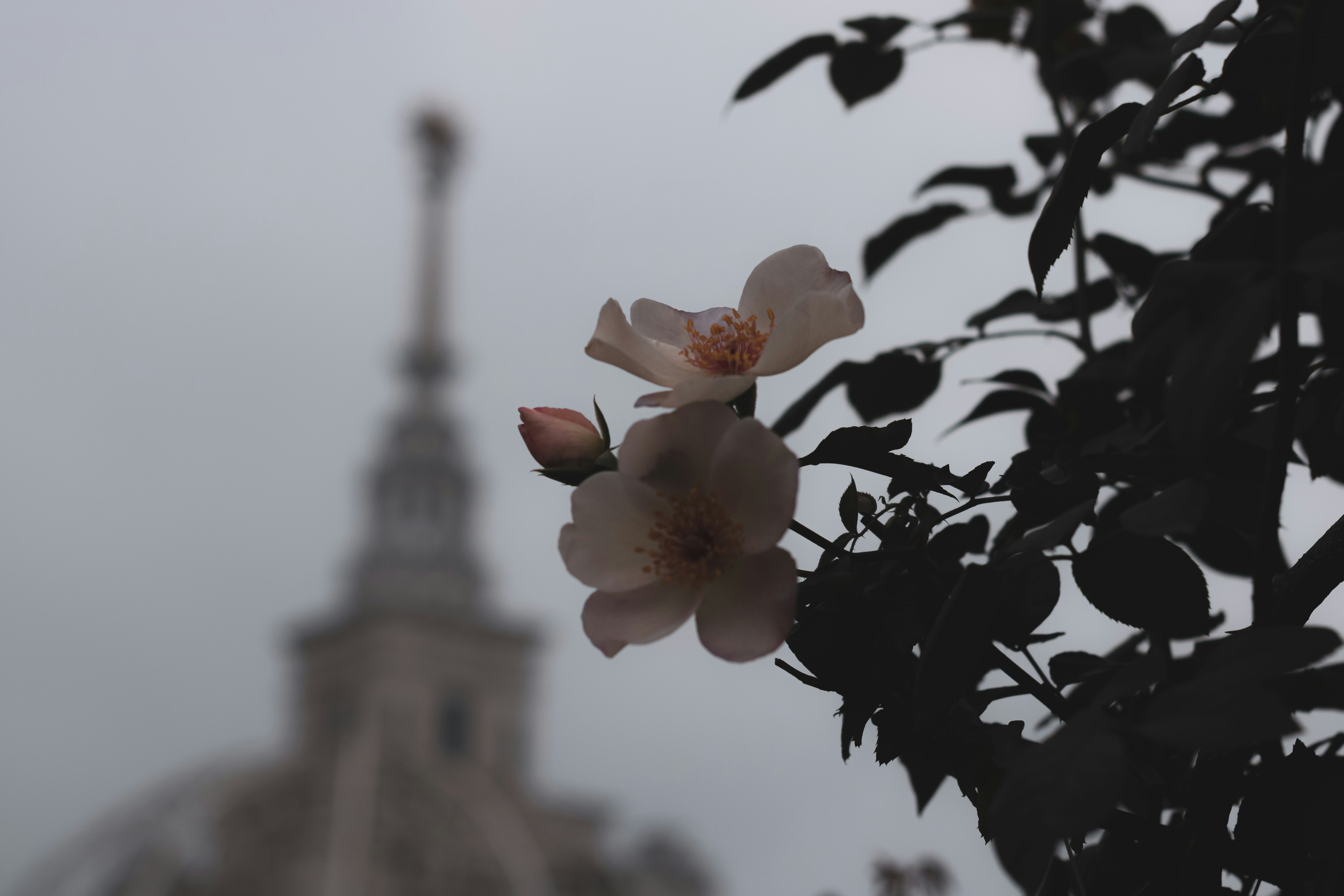 Whispers of Nature Against Urban Majesty
