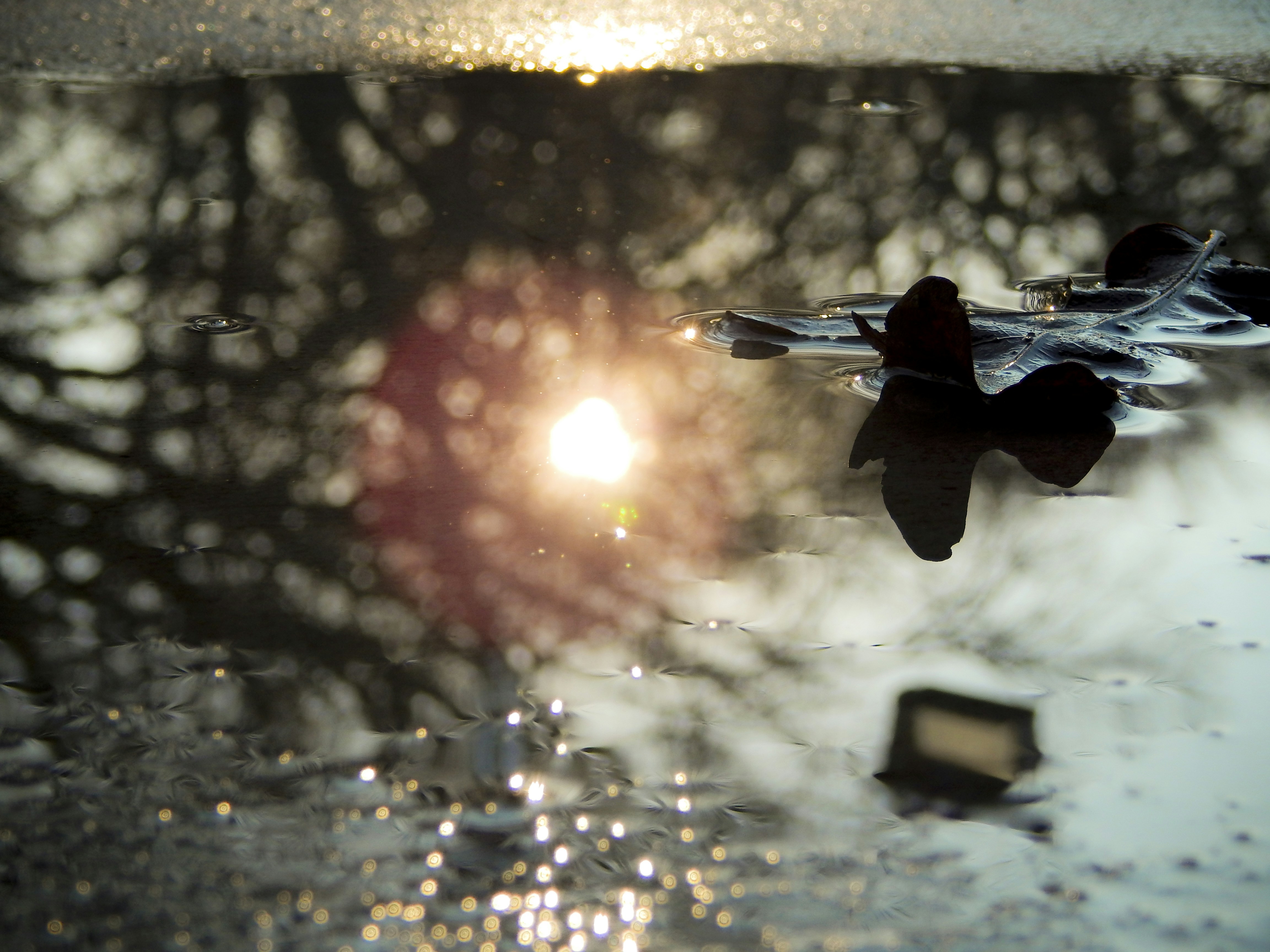 Sunlight reflects on a puddle with tree branches.