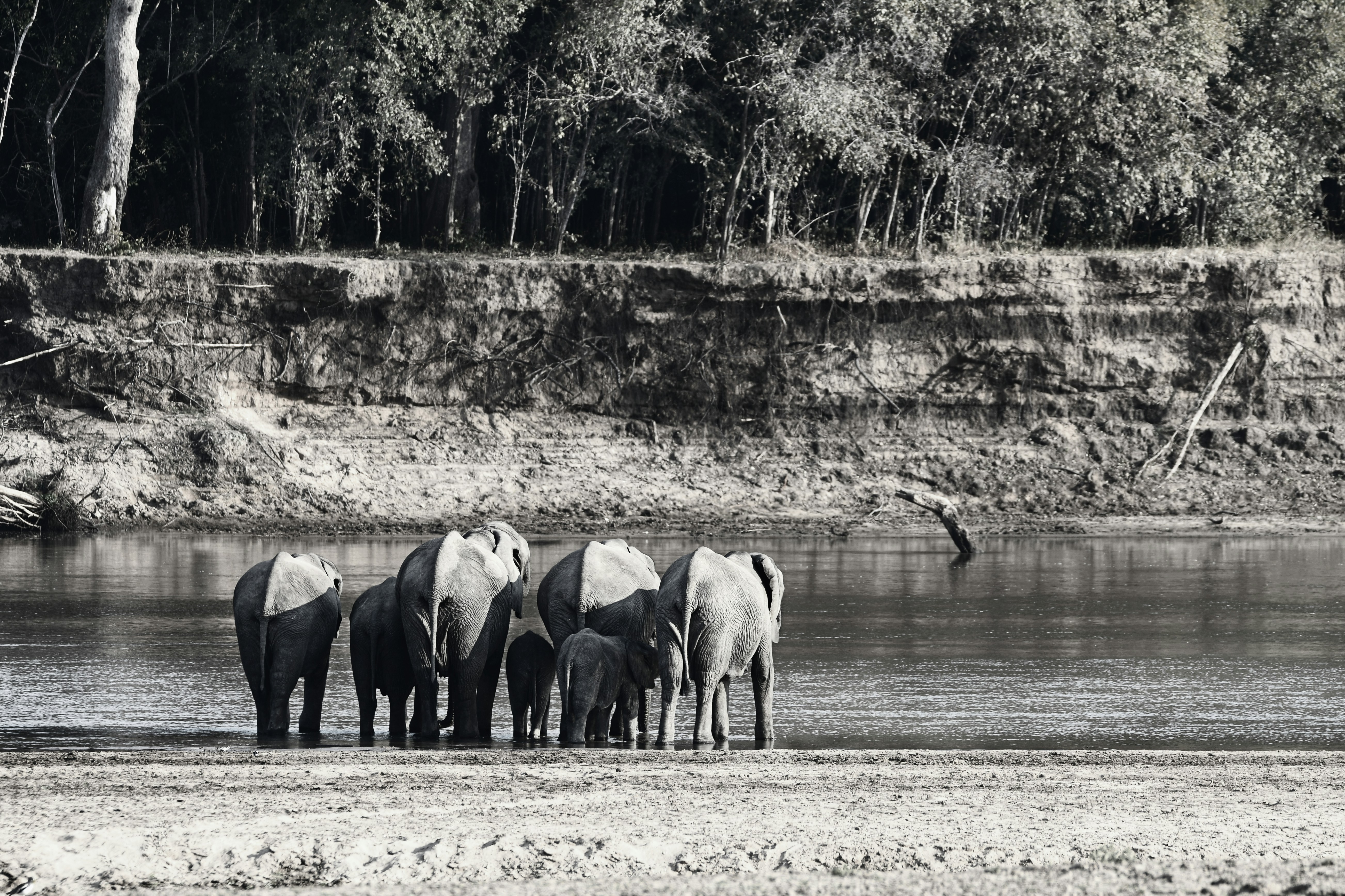 A herd of elephants, including a calf, stands at the riverbank, reflecting a sense of unity and calm amidst nature's serenity.