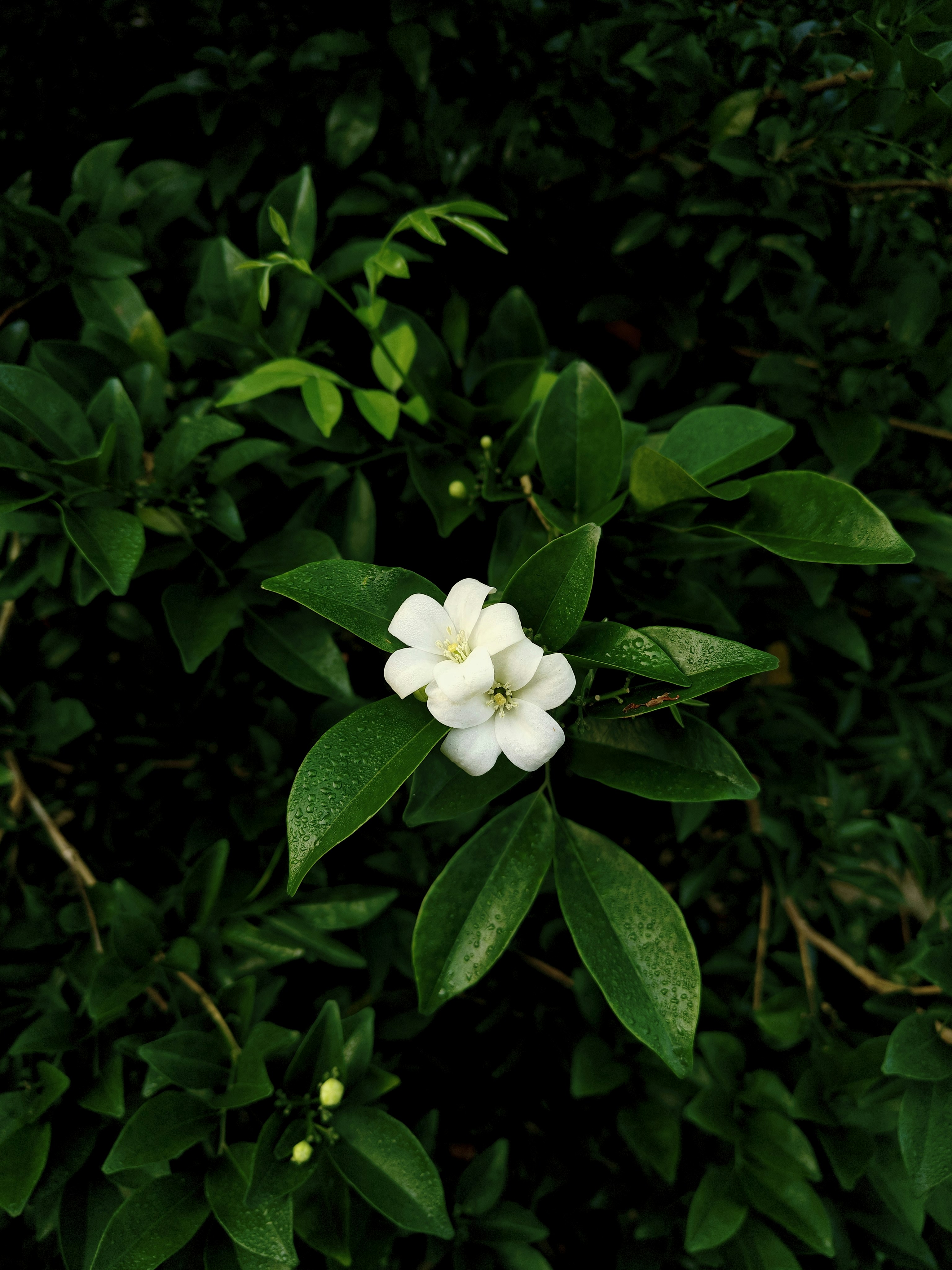 Jasmine | Two white flowers bloom amidst lush green leaves.