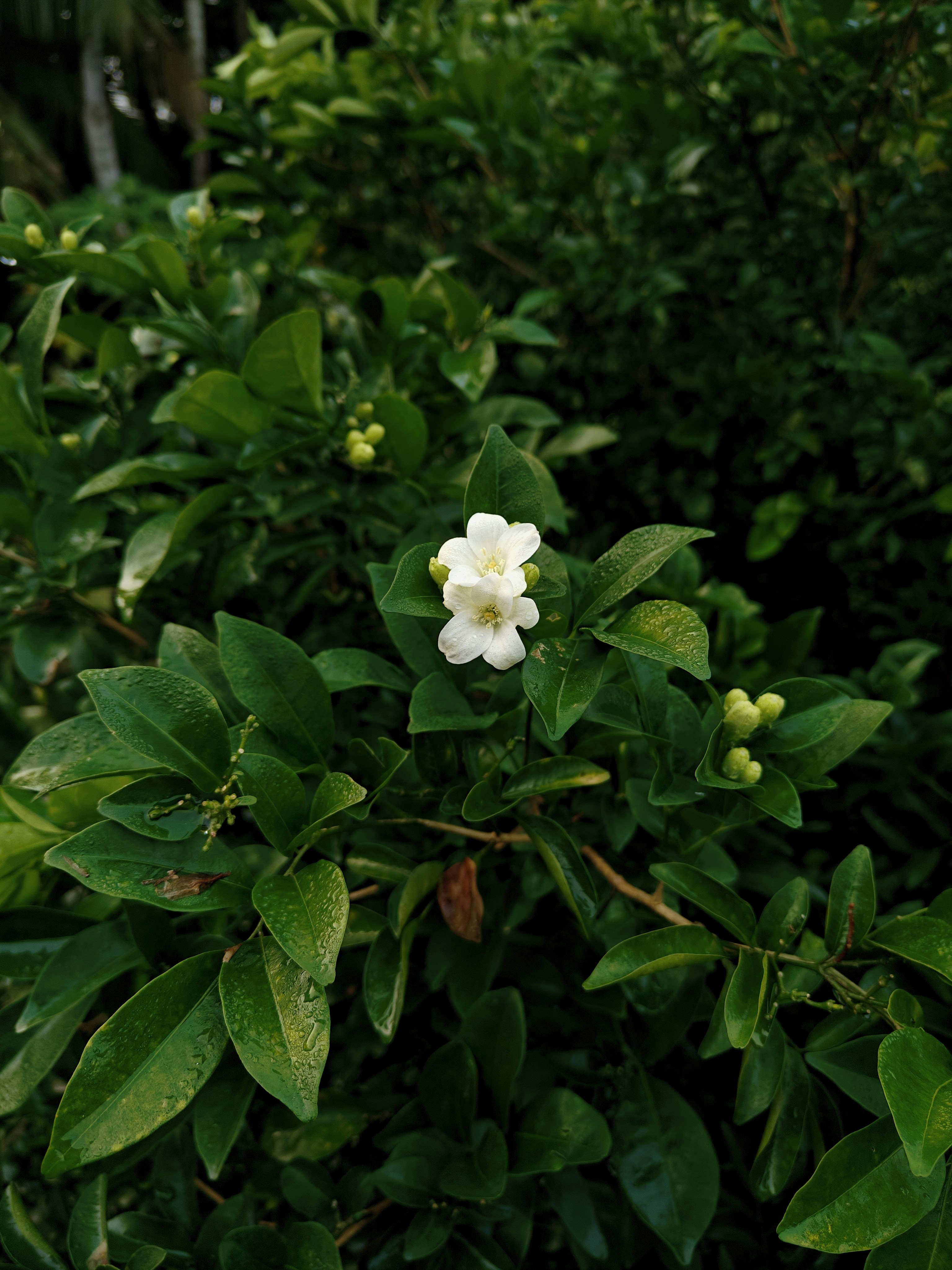 Jasmine | White flowers bloom on a lush green bush.