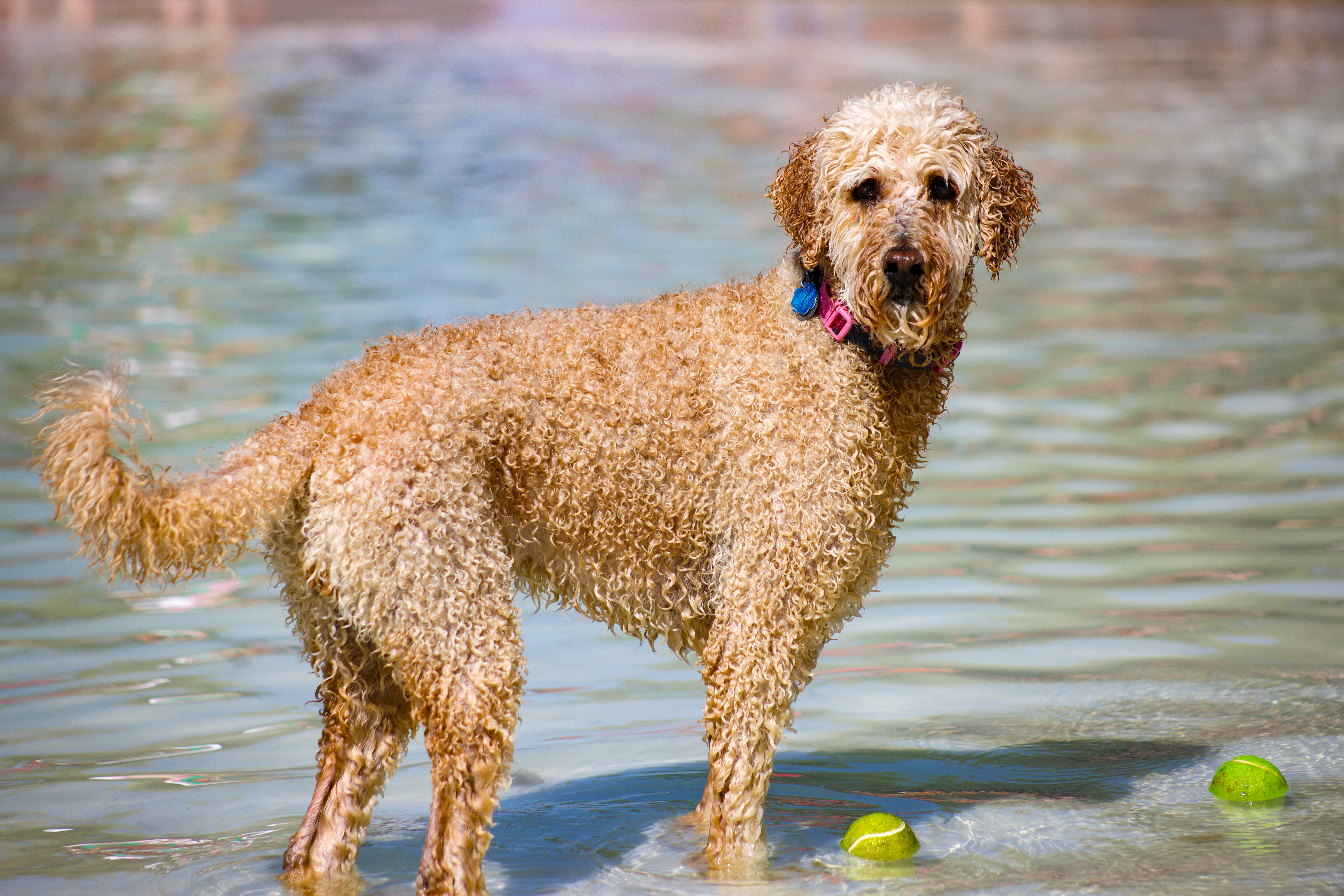 Joyful Splashes: A Canine's Day at the Shore