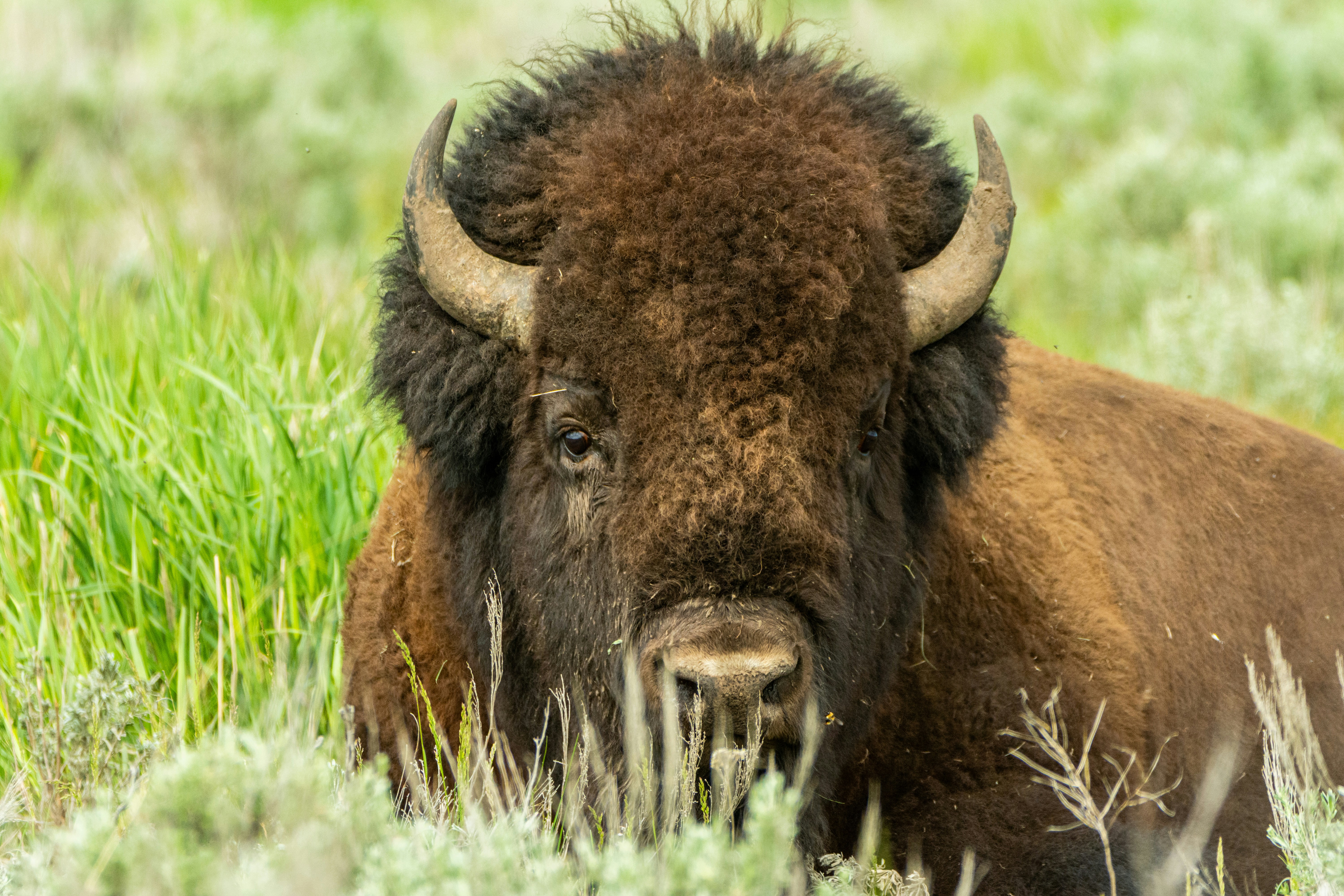 A bison rests among lush green grass, showcasing its powerful presence and detailed fur. The image highlights the animal's serene expression in its natural habitat.