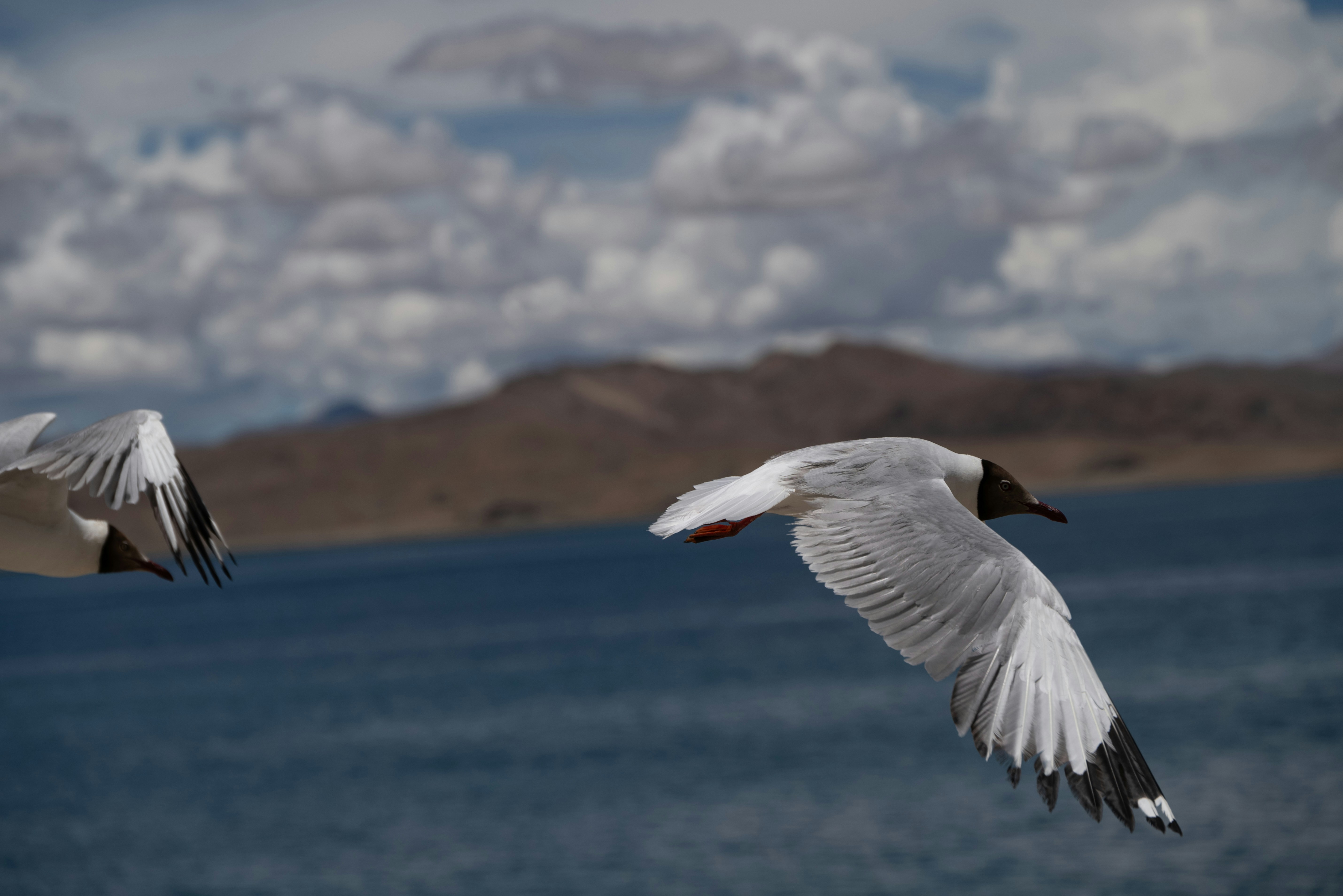 Wings Over Tranquil Waters