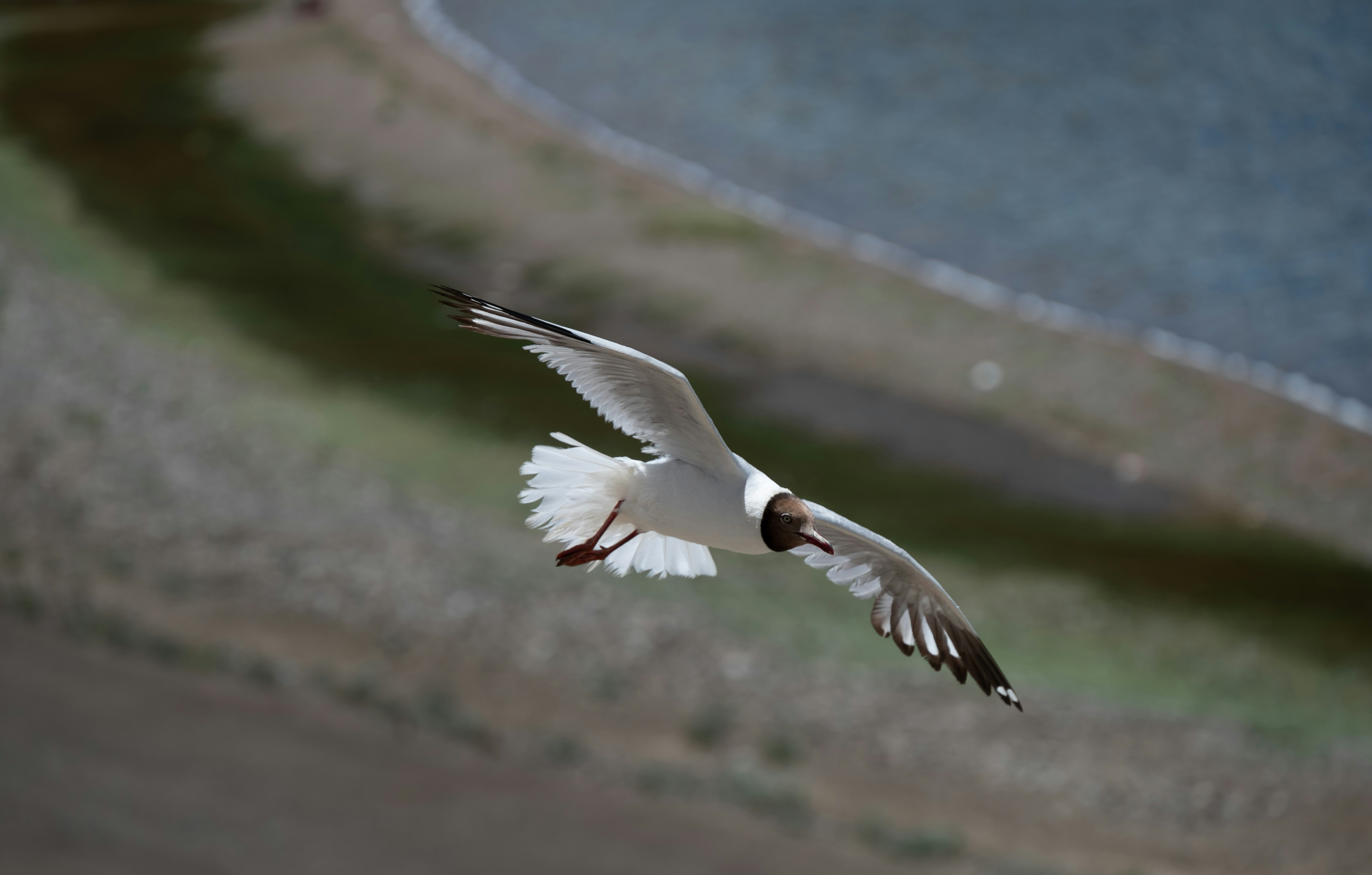 Tern in Slipstream: a white-winged glide over a quiet estuary