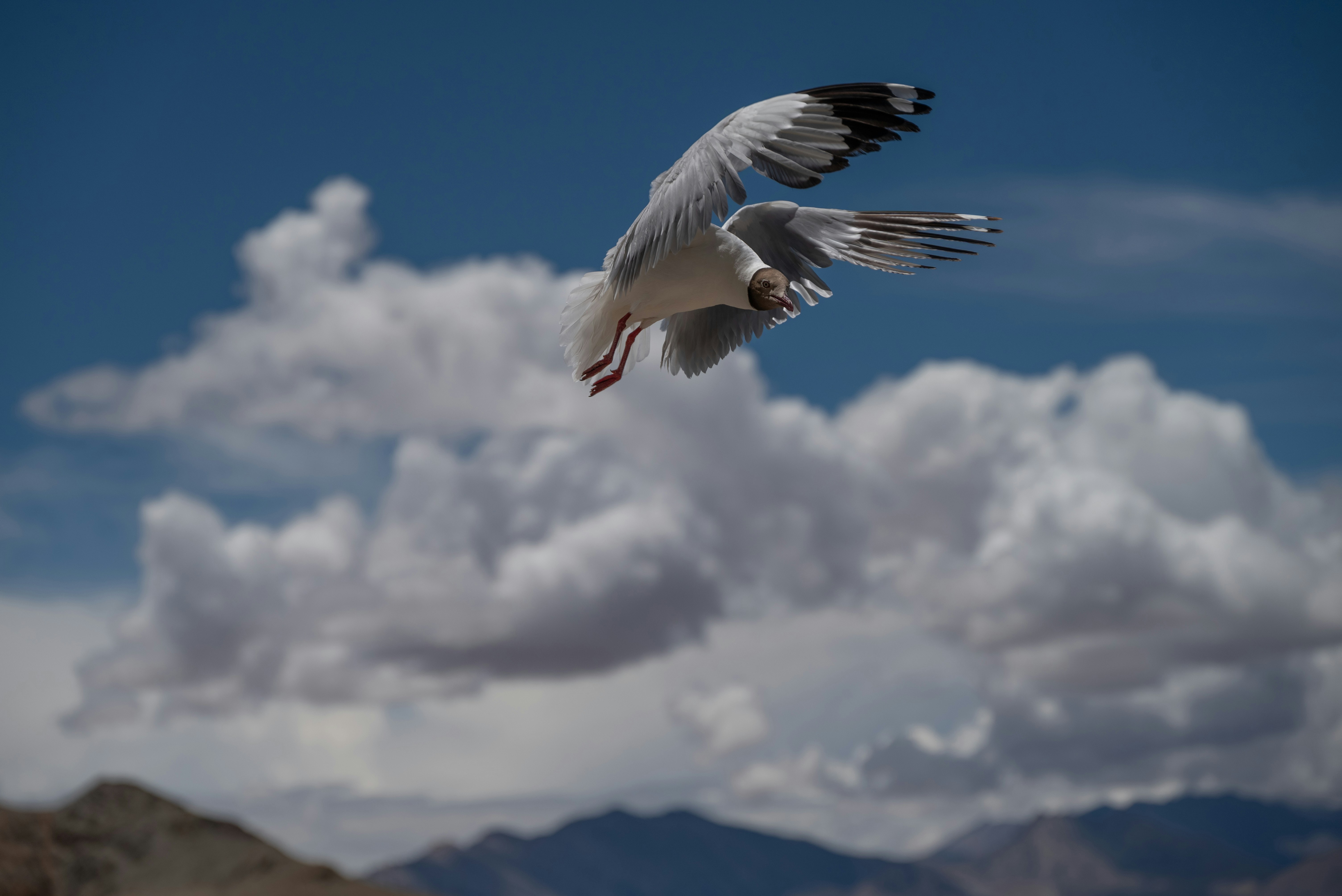 Wingbeat Against the Blue: A Gull Soars Over Alpine Backdrop