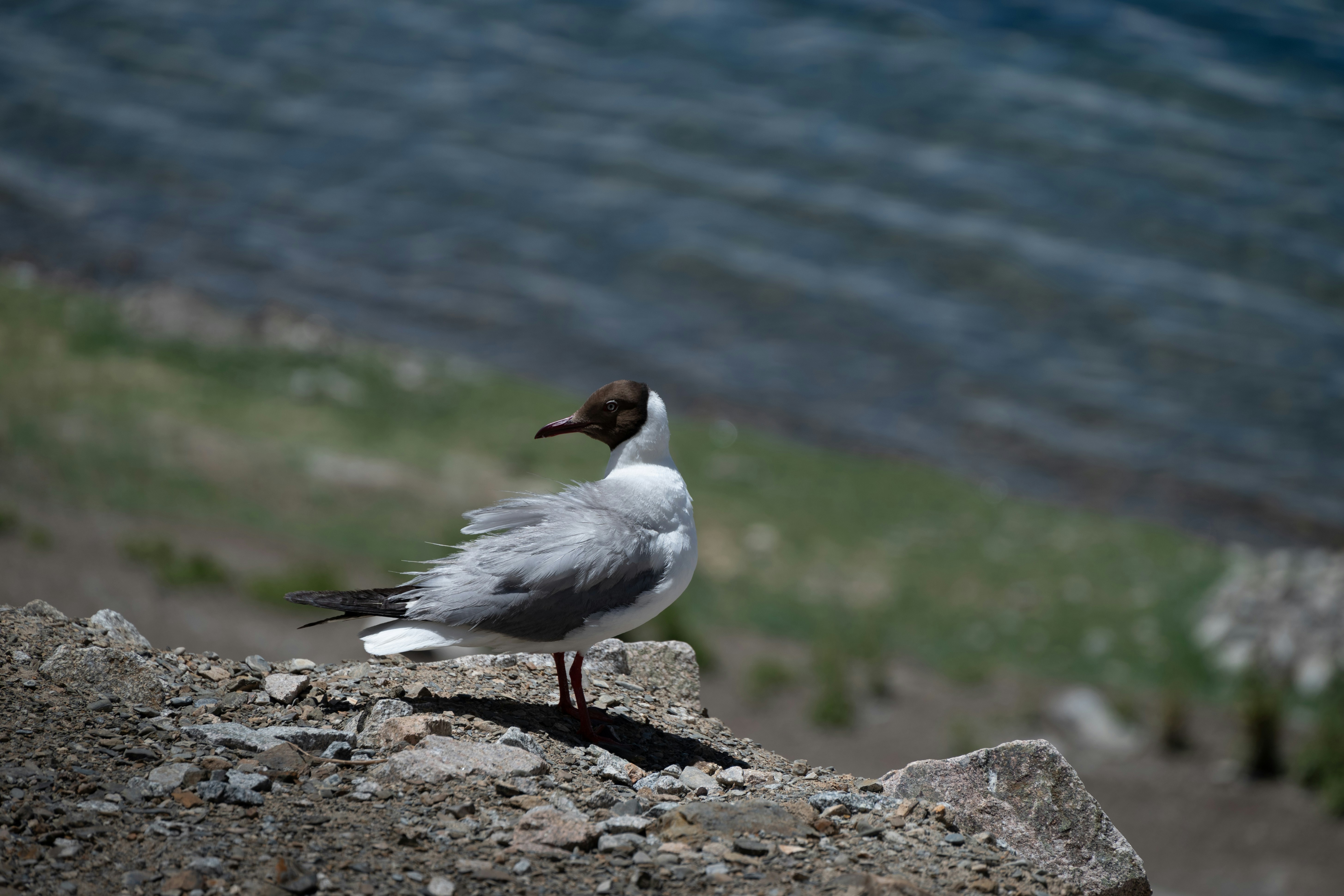 Seaside Sentinel: A Gull's Watchful Stance