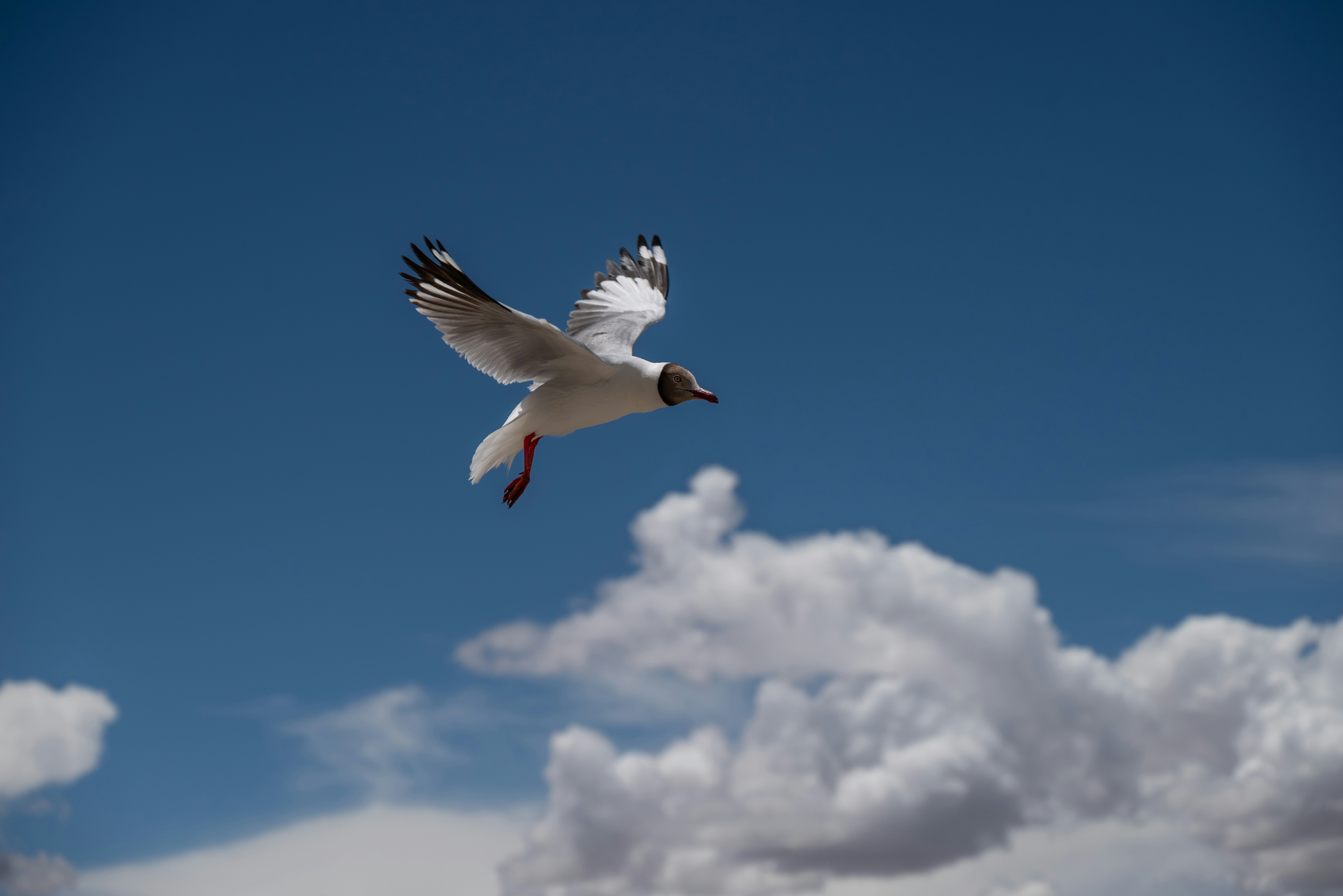 Soaring Serenity: A Gull's Grace in the Sky