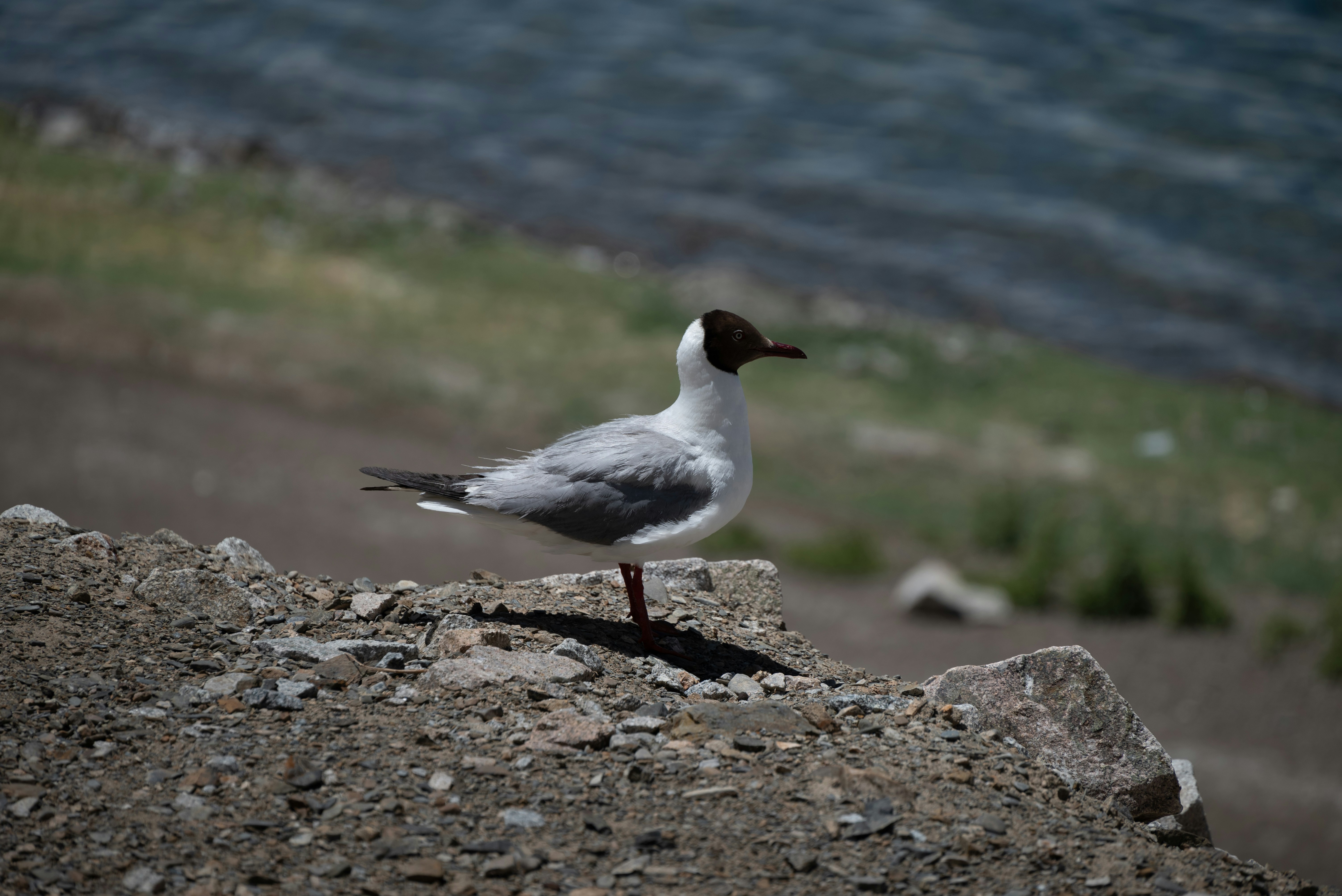 Seagull's Solitary Watch