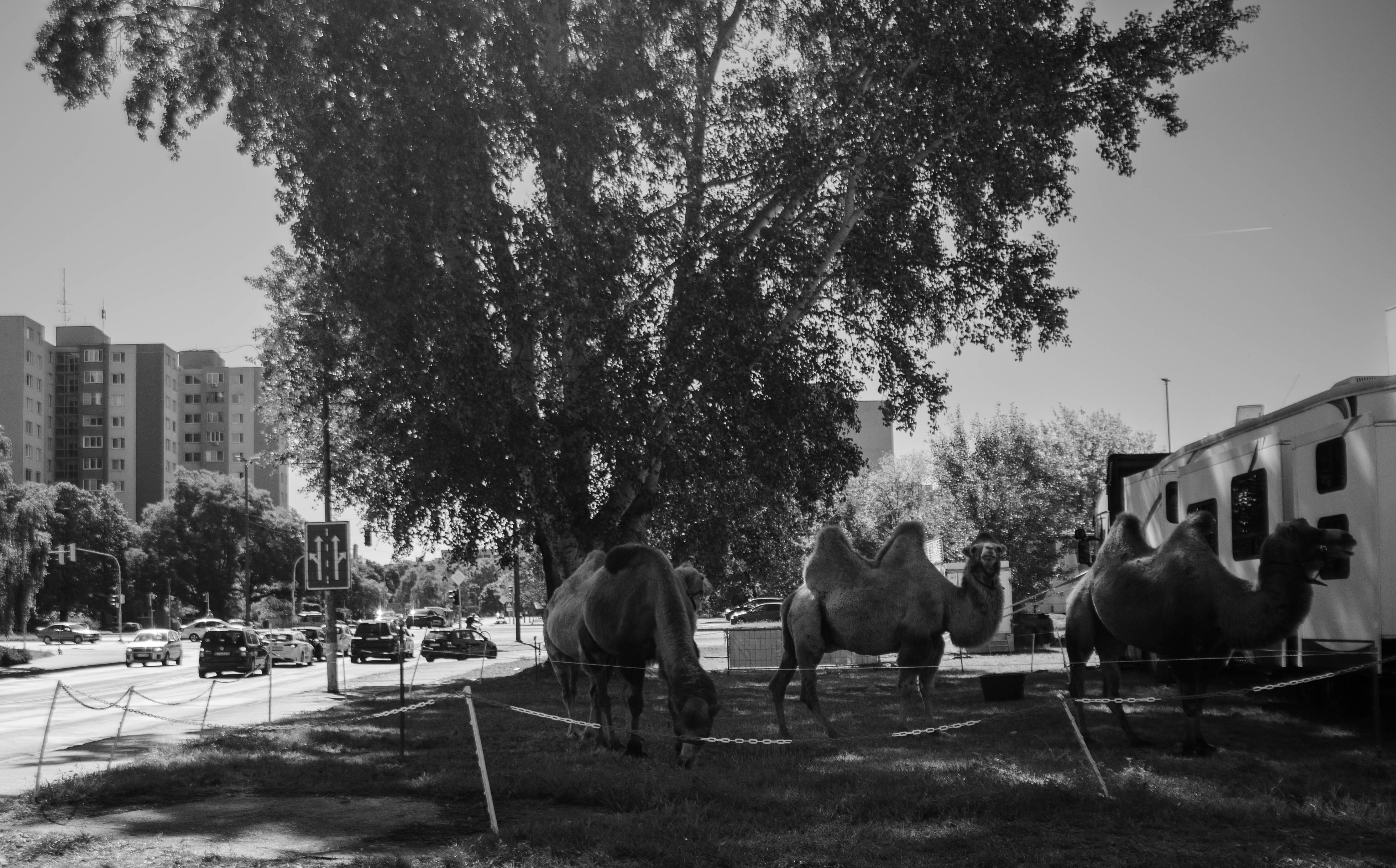 Camels by the City Park: A Quiet Urban Portrait