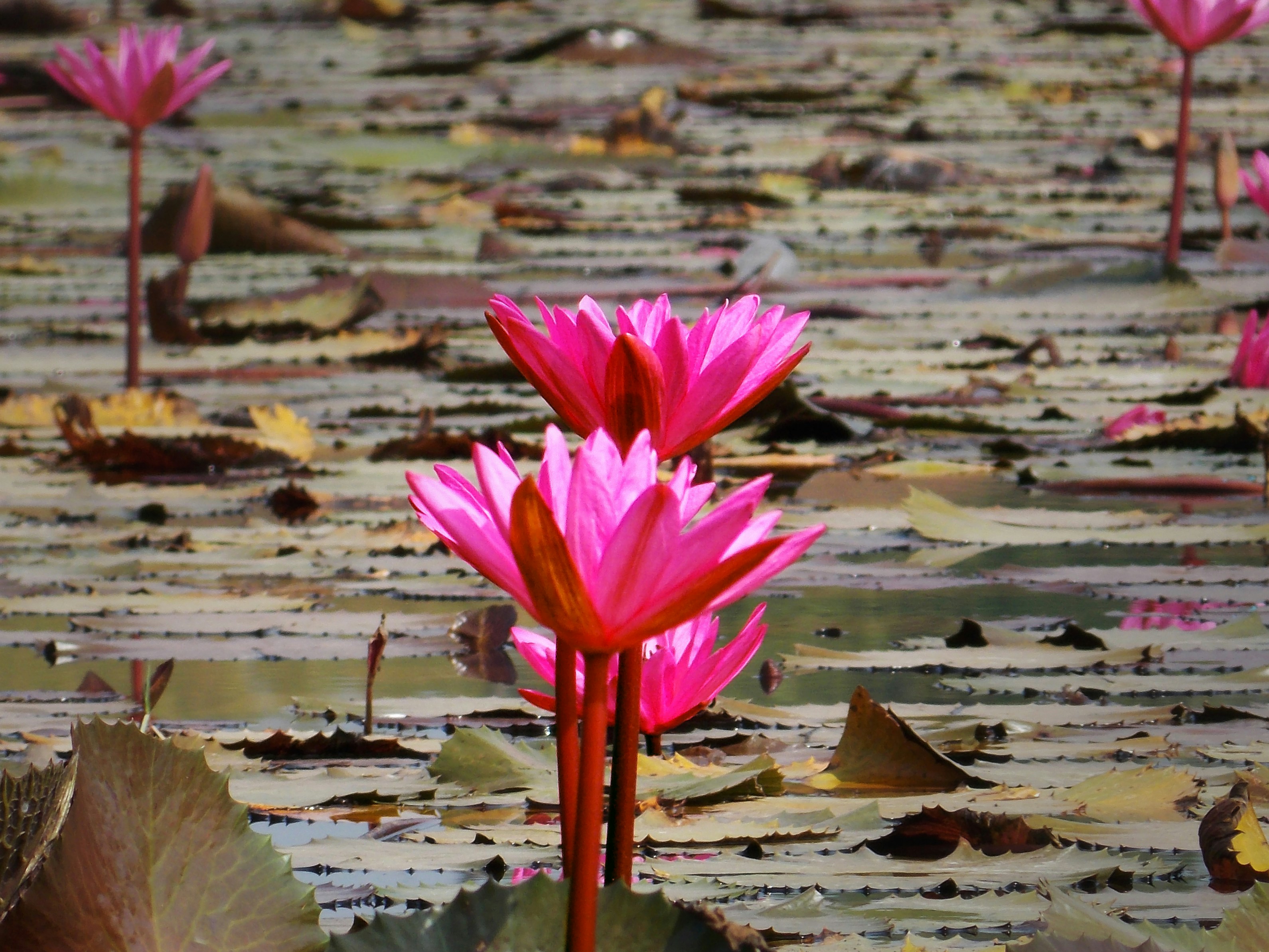 Lotus flower in the pond | Pink water lilies bloom on a calm pond.