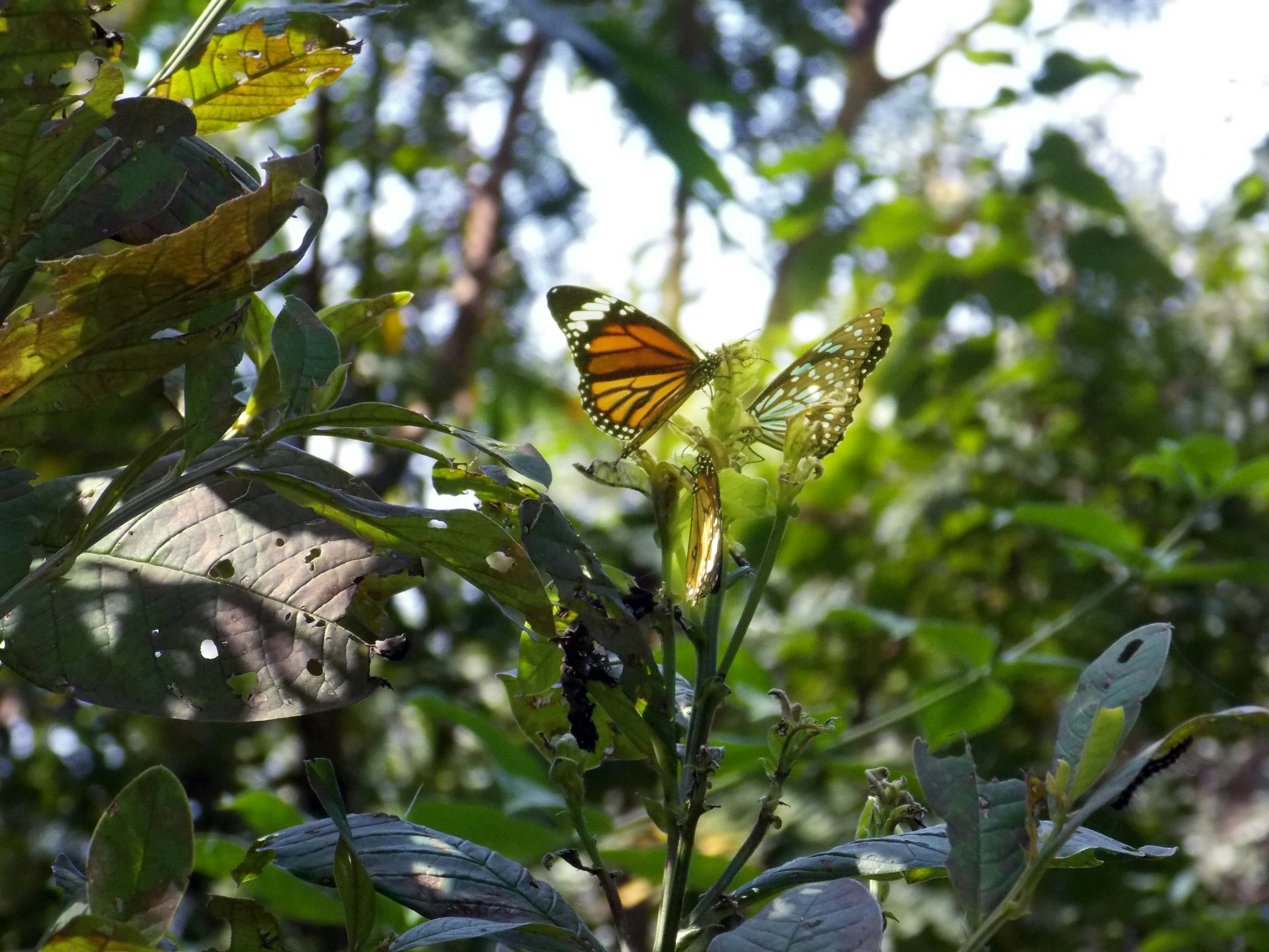 Butterflies in the butterfly park | A butterfly and a moth on a plant.