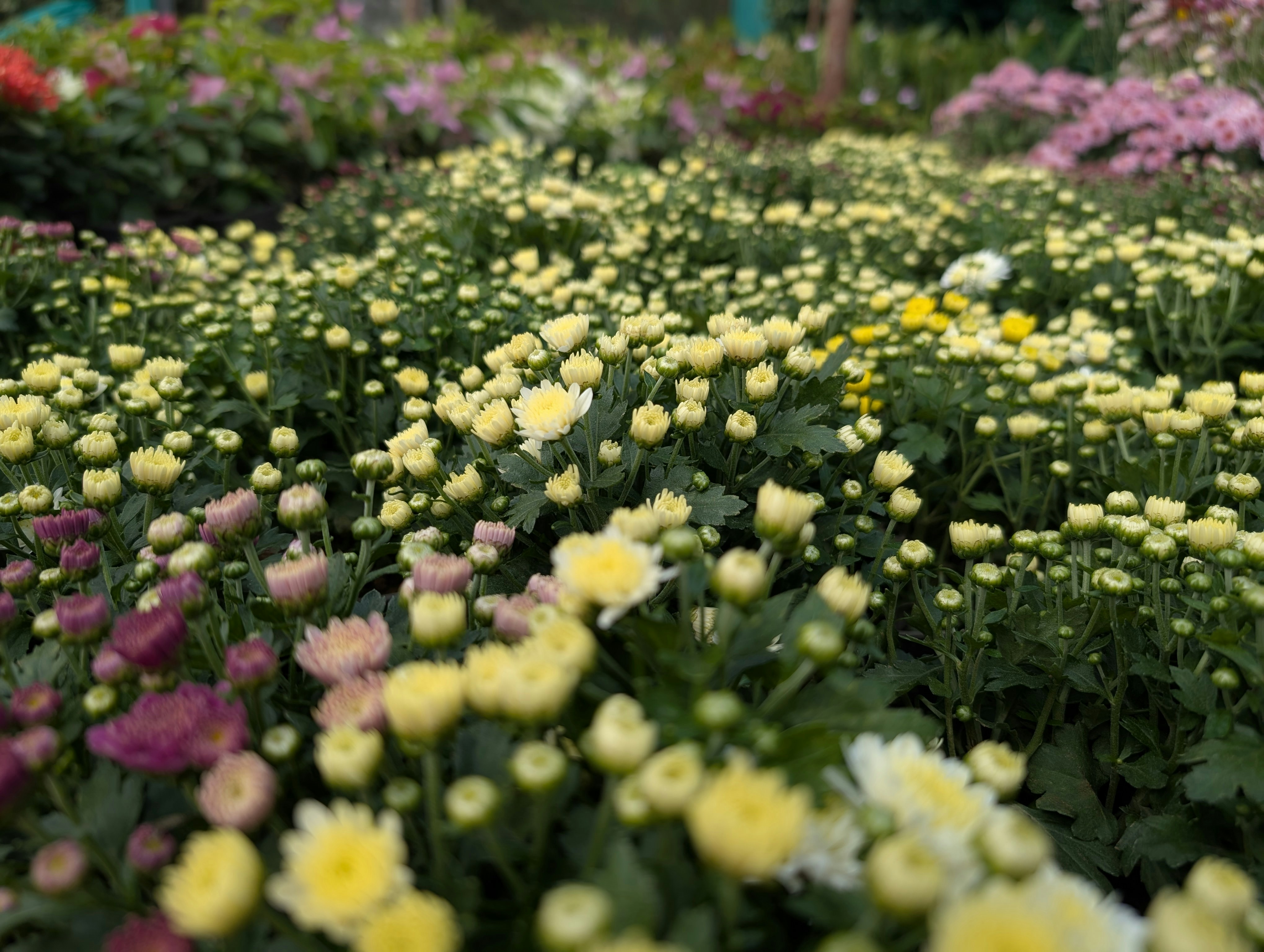Vibrant field of blooming flowers in various colors, showcasing a lush garden scene filled with chrysanthemums and other flora.