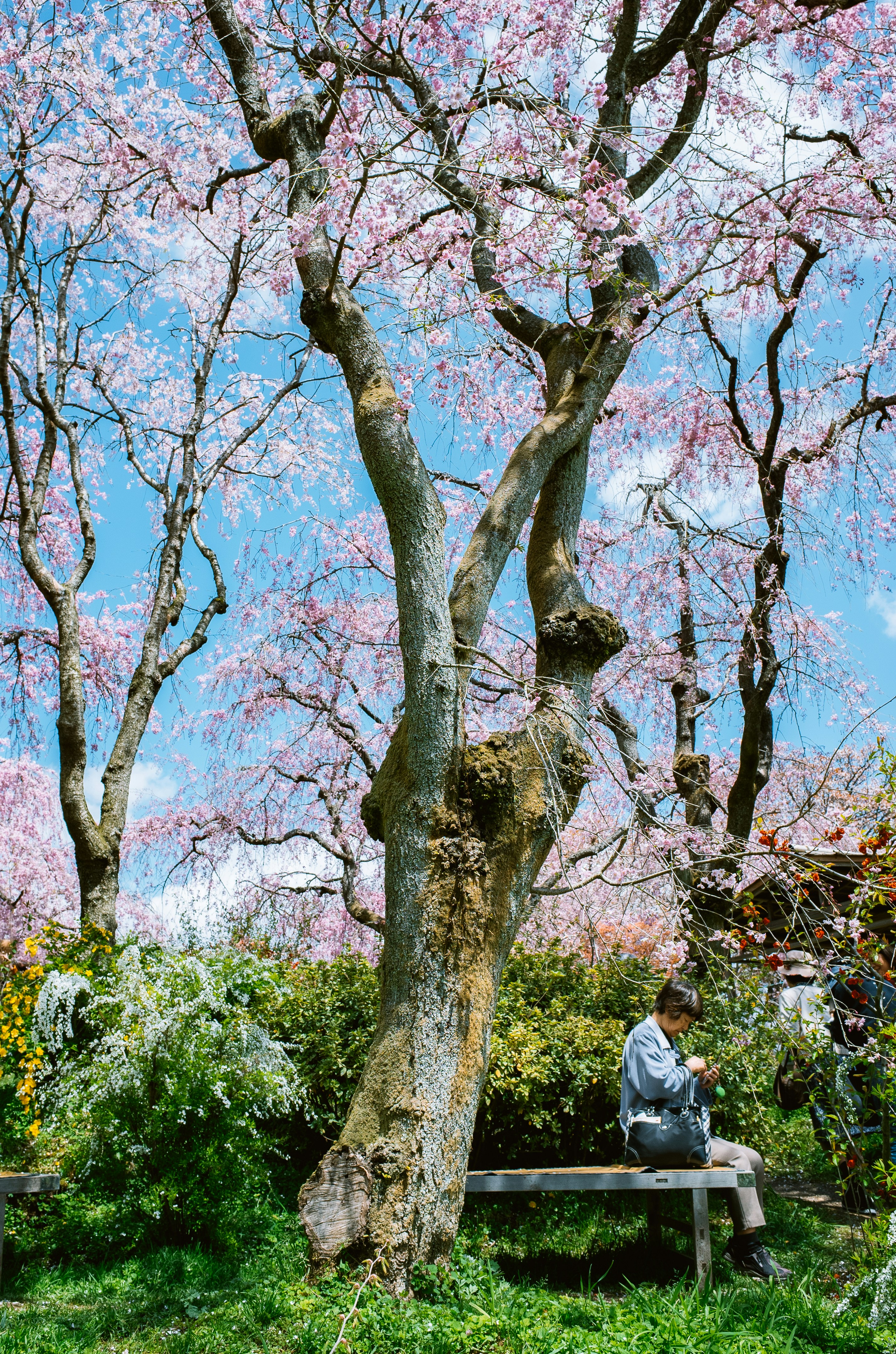 Benchside Bloom: Quiet Moment Beneath a Cherry Canopy