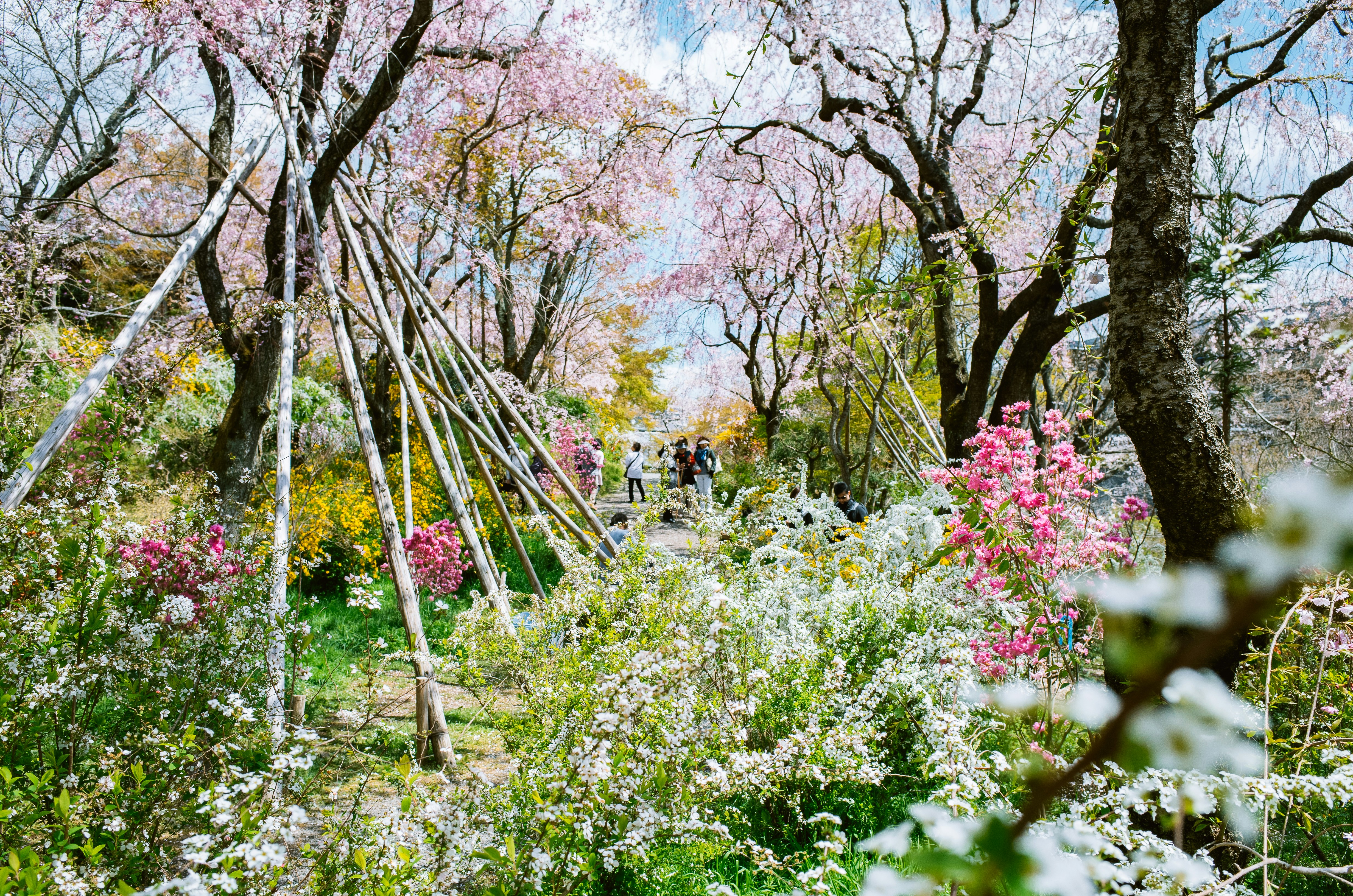 Vibrant spring blooms in a lush garden, with cherry blossoms and colorful flowers creating a picturesque pathway. Visitors stroll through the floral wonderland.
