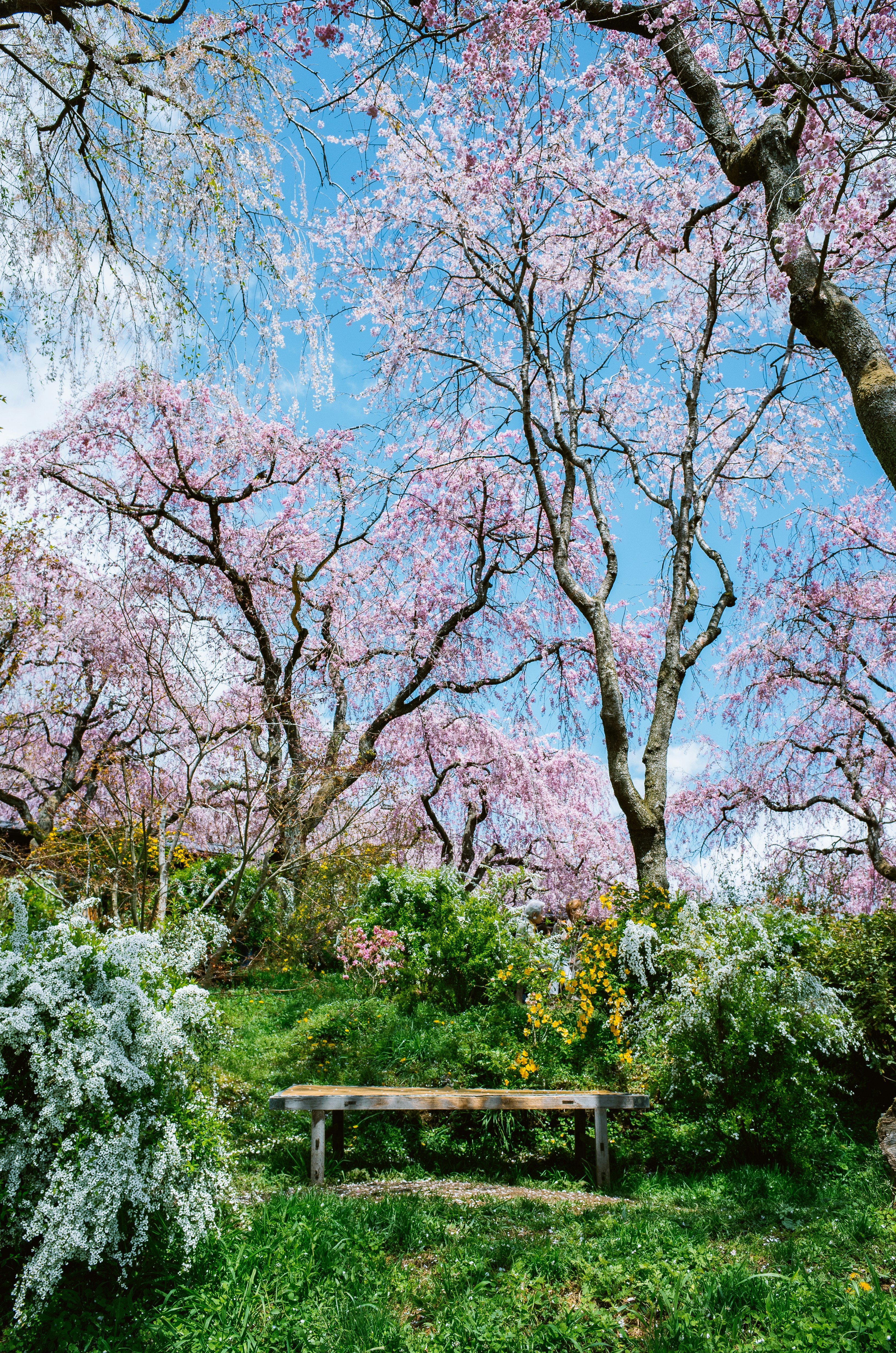 Bench Beneath a Pink-Flowered Canopy in a Spring Cherry Grove
