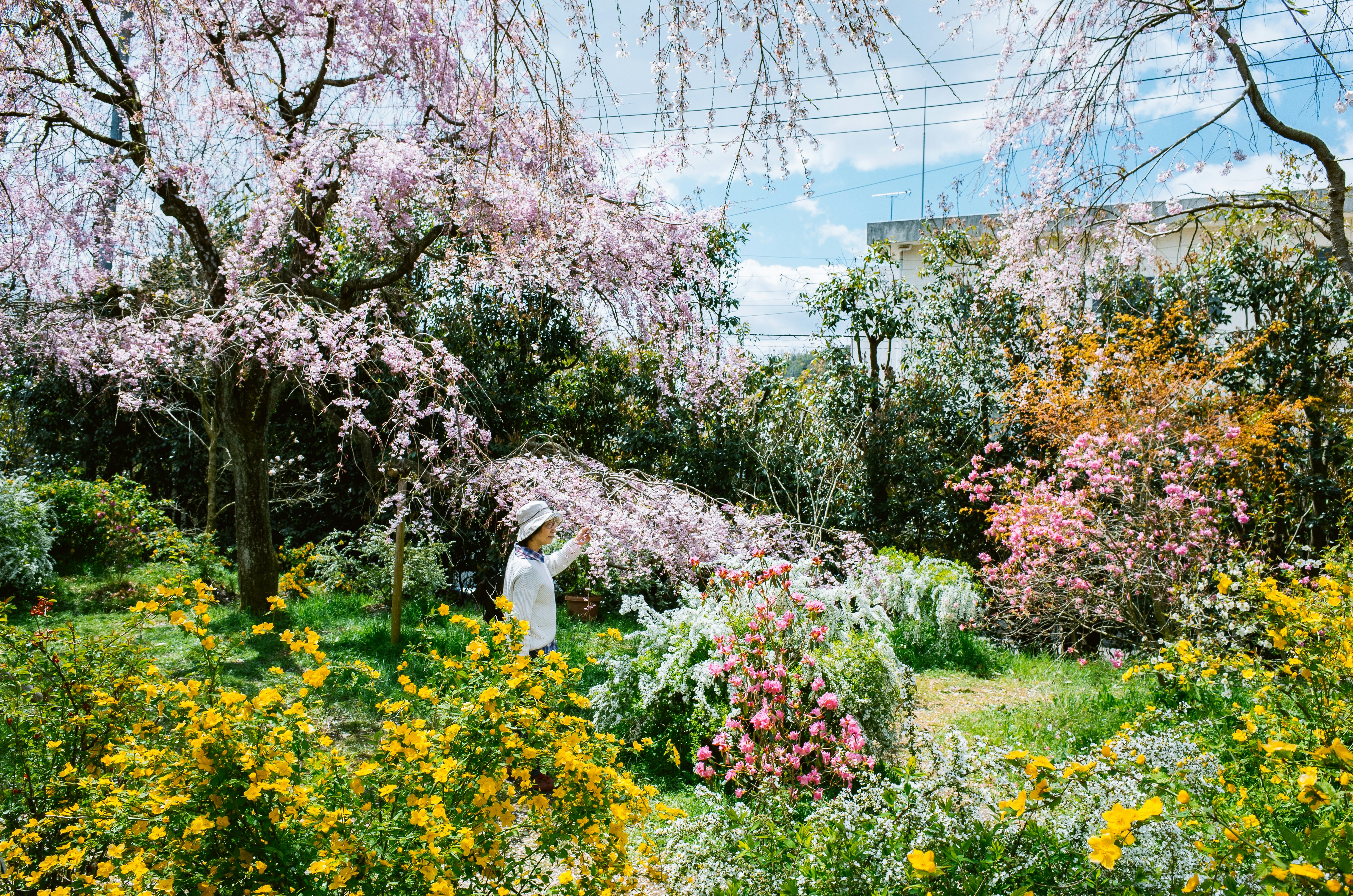 A serene garden scene filled with blooming cherry blossoms and vibrant flowers, featuring a figure in a white hat amidst the colorful landscape.