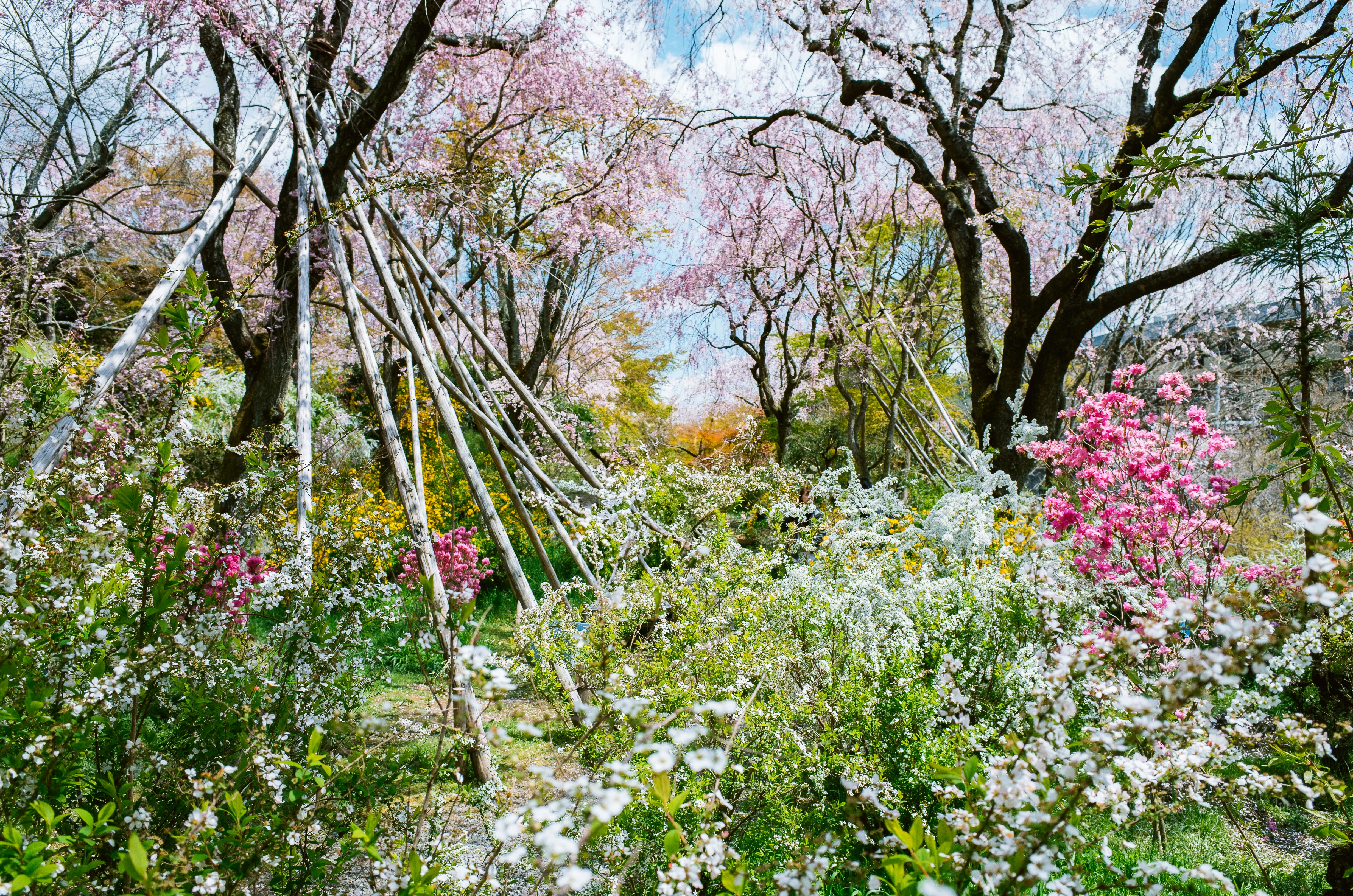 Petals in Bloom: A Sunlit Tangle of Pink and White Blossoms