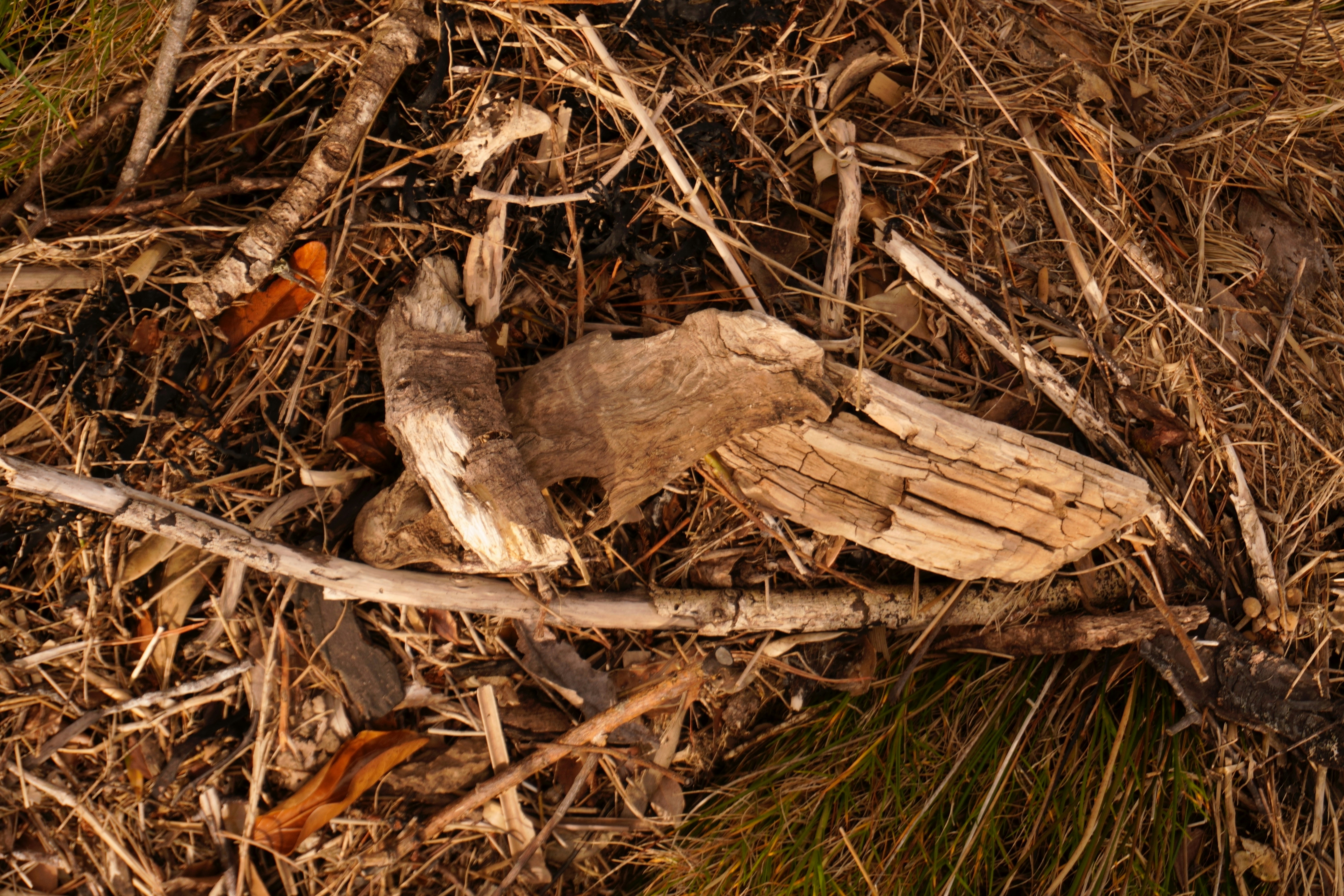 Nature's Textured Canvas: A Study in Wood and Grass