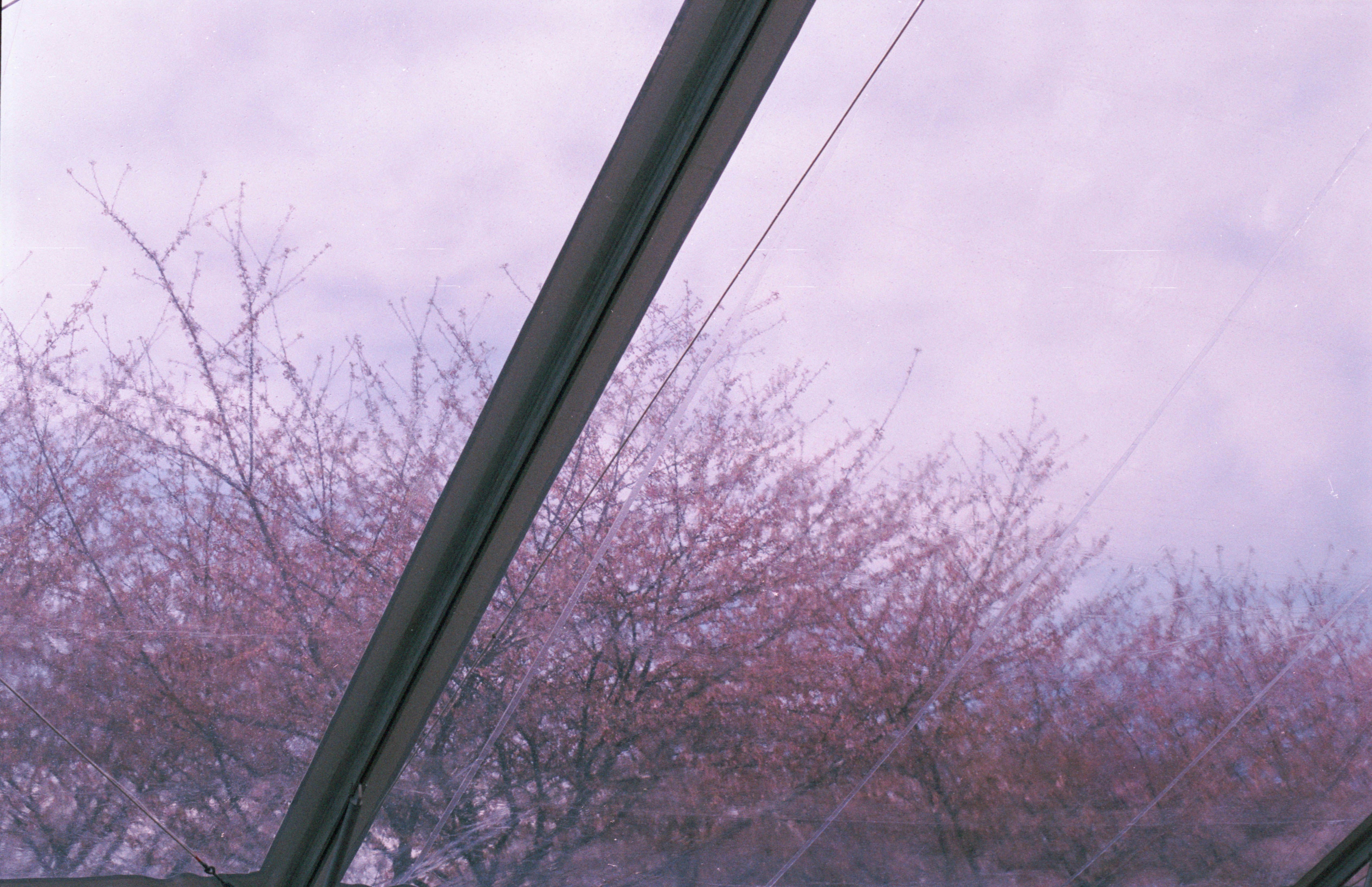 Bare branches with pink blossoms against sky