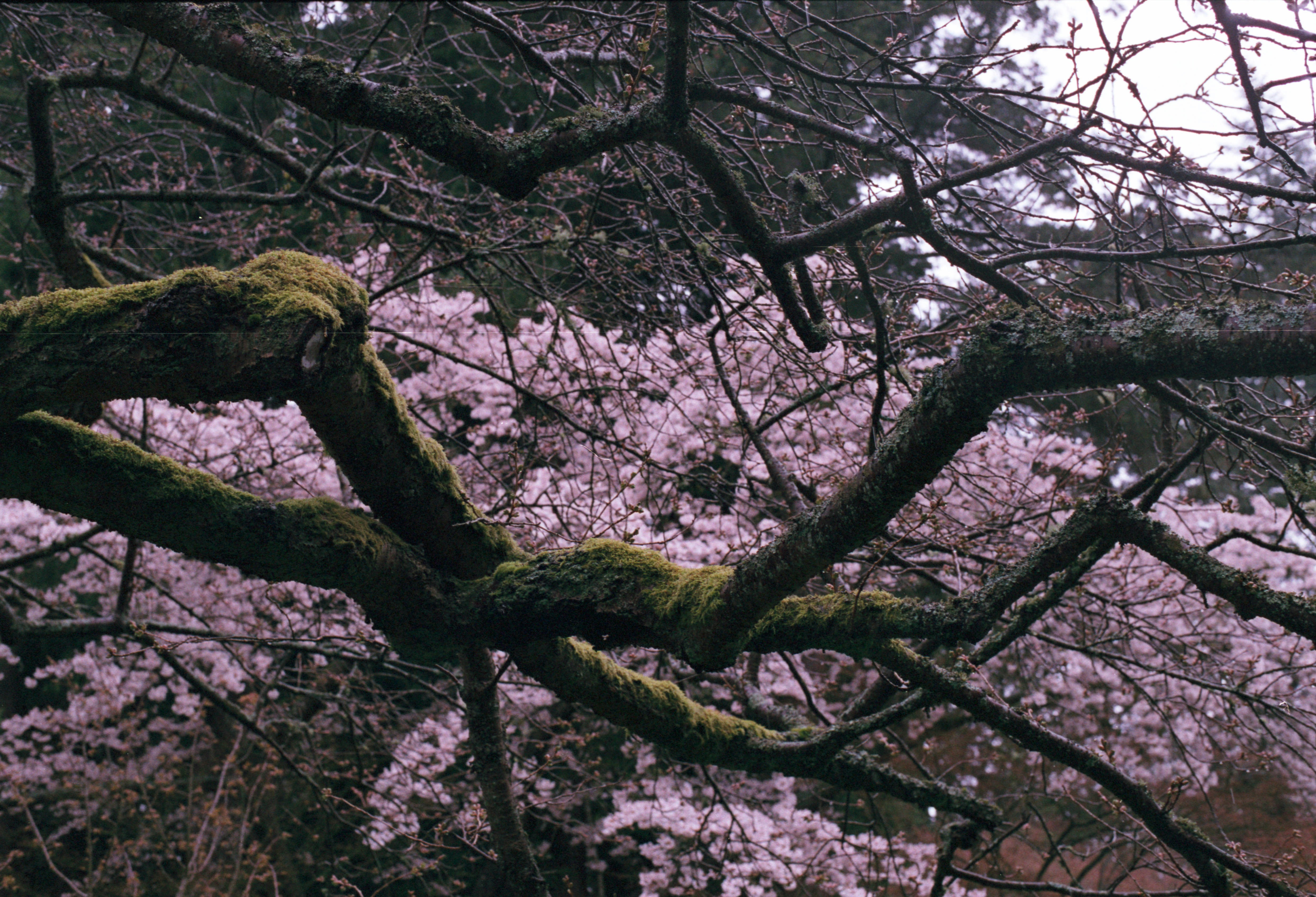 Moss-covered branches frame delicate pink cherry blossoms, evoking a serene spring atmosphere.