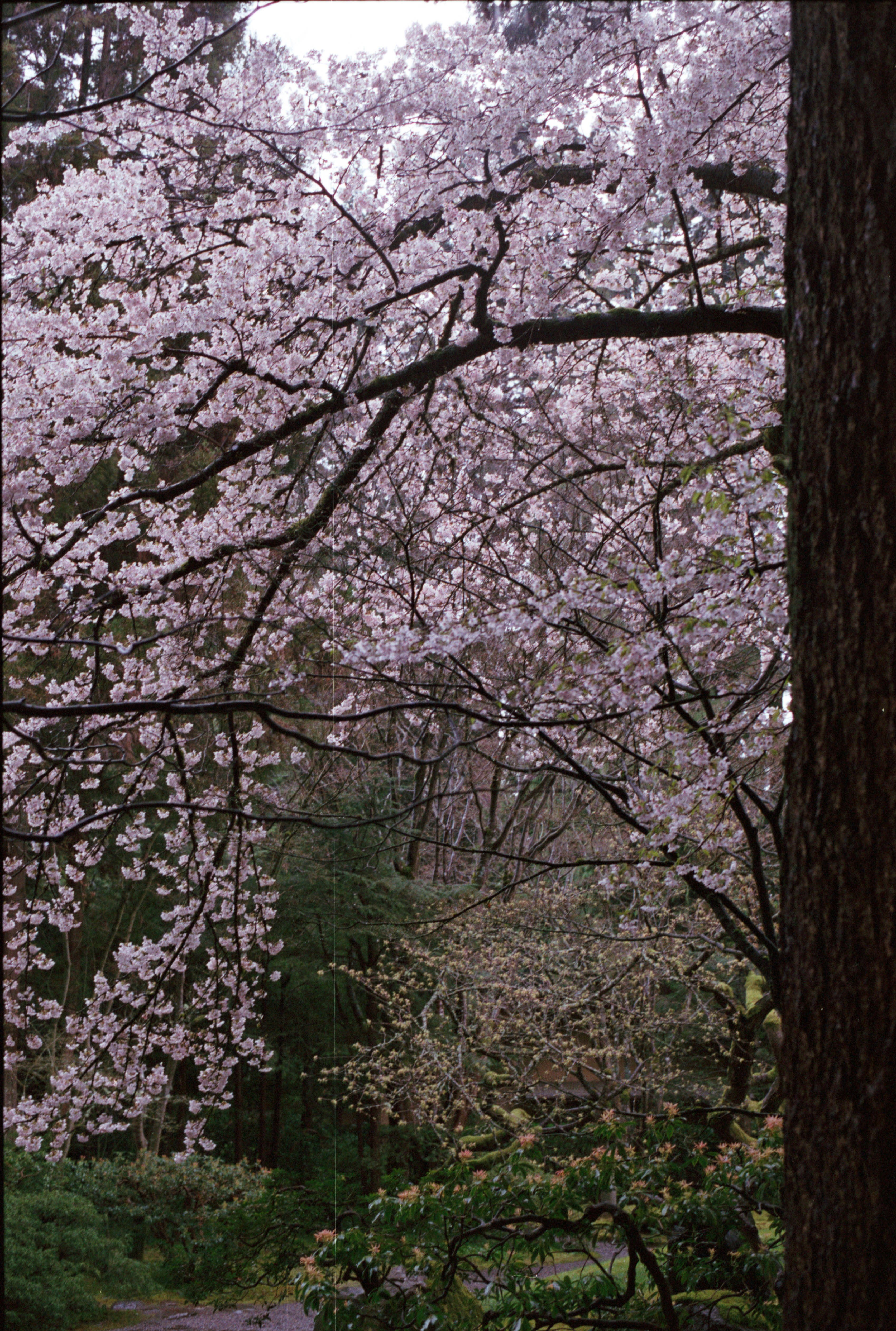Delicate cherry blossoms frame a serene pathway, inviting exploration through a tranquil garden. The soft pink hues contrast beautifully with the lush greenery below.