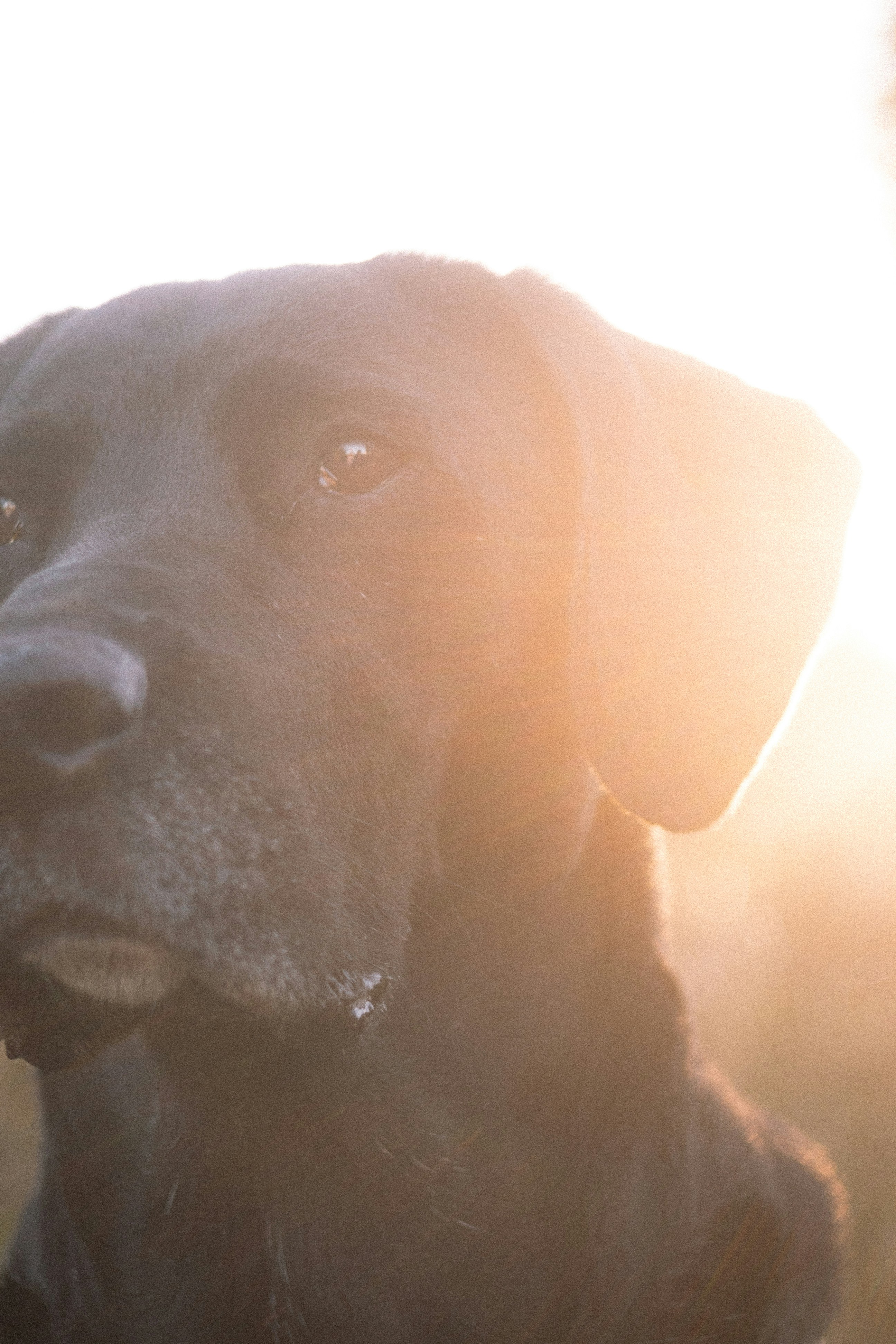 A Glimpse into Canine Serenity