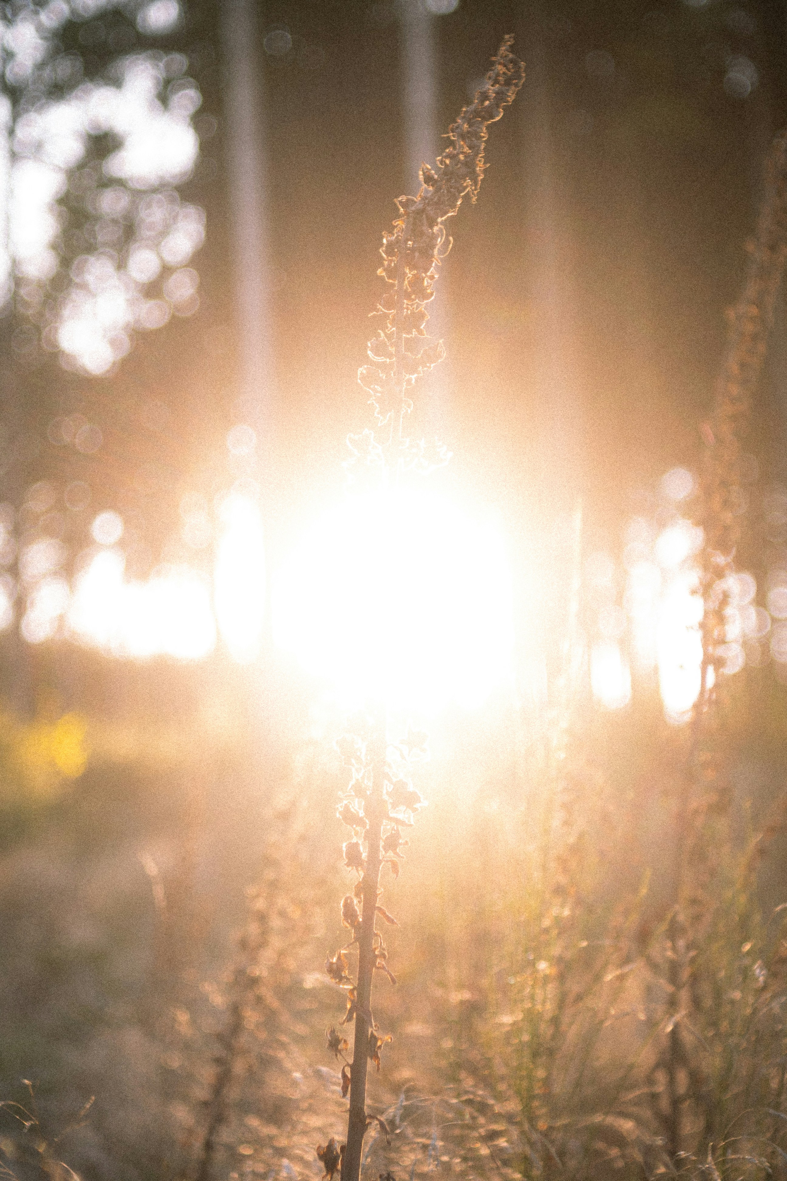 Plant golden hour | Sunlight shines through trees onto dry plants.