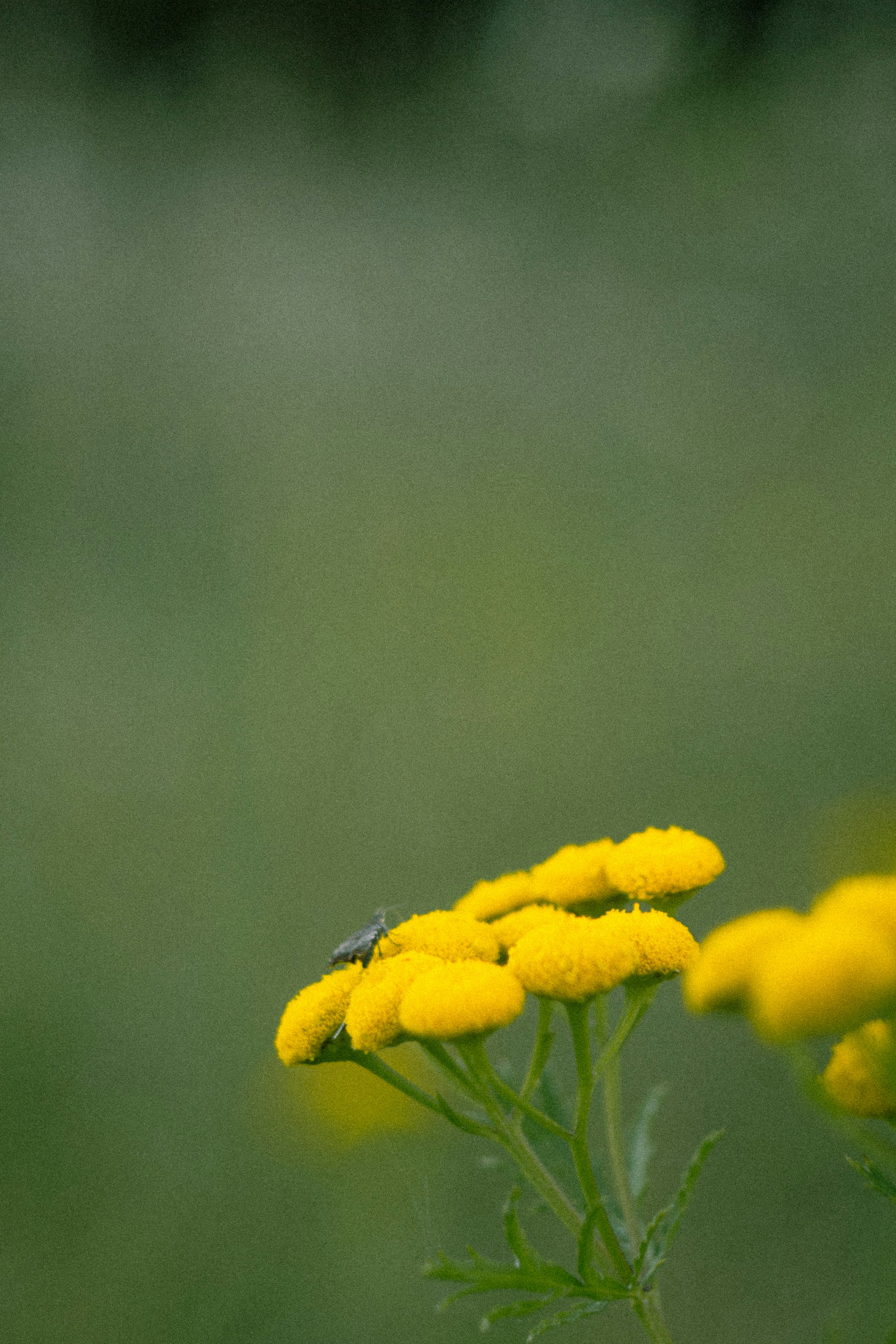Beautiful plant with green background | A small insect rests on a bright yellow flower.