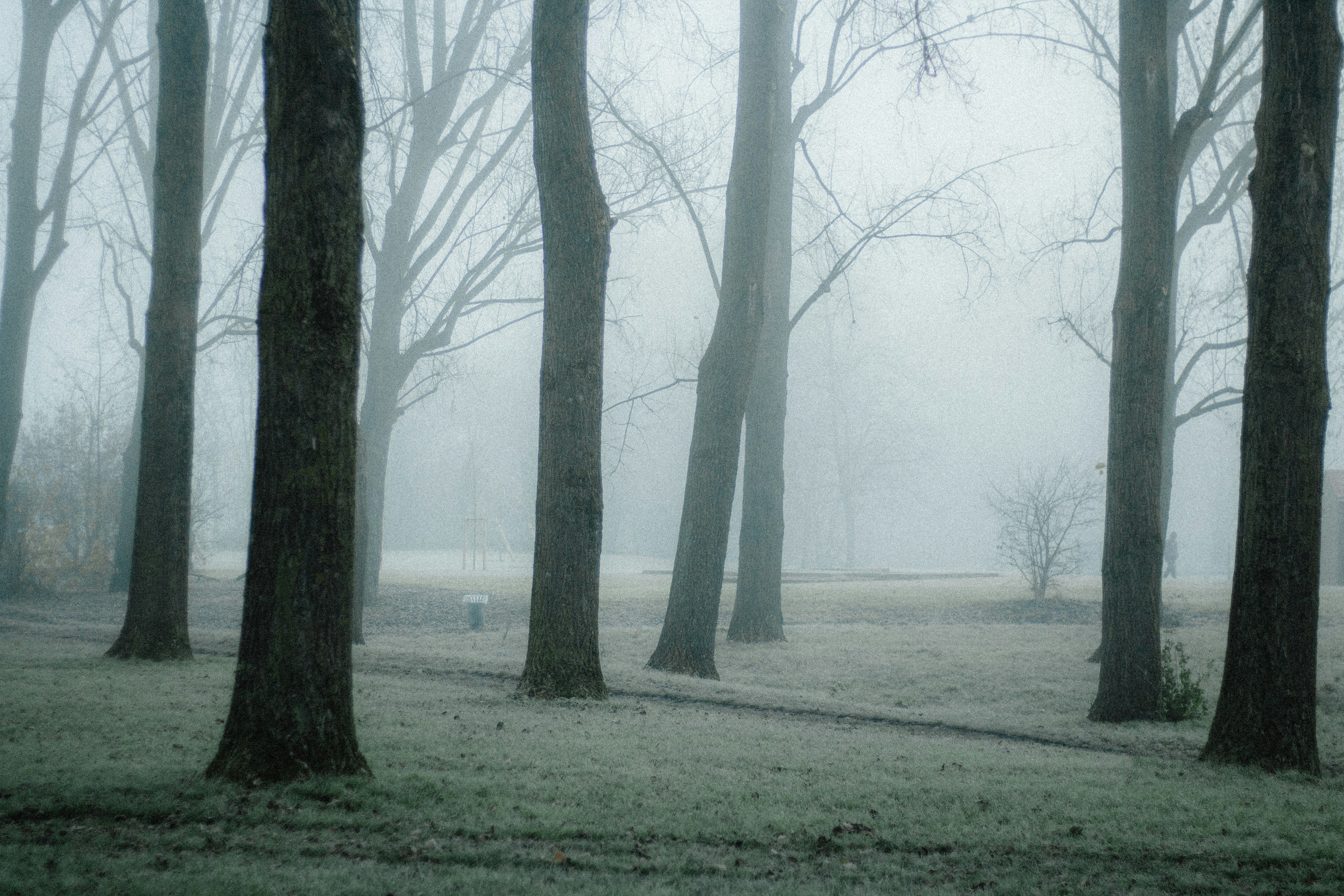 Whispers of the Foggy Grove