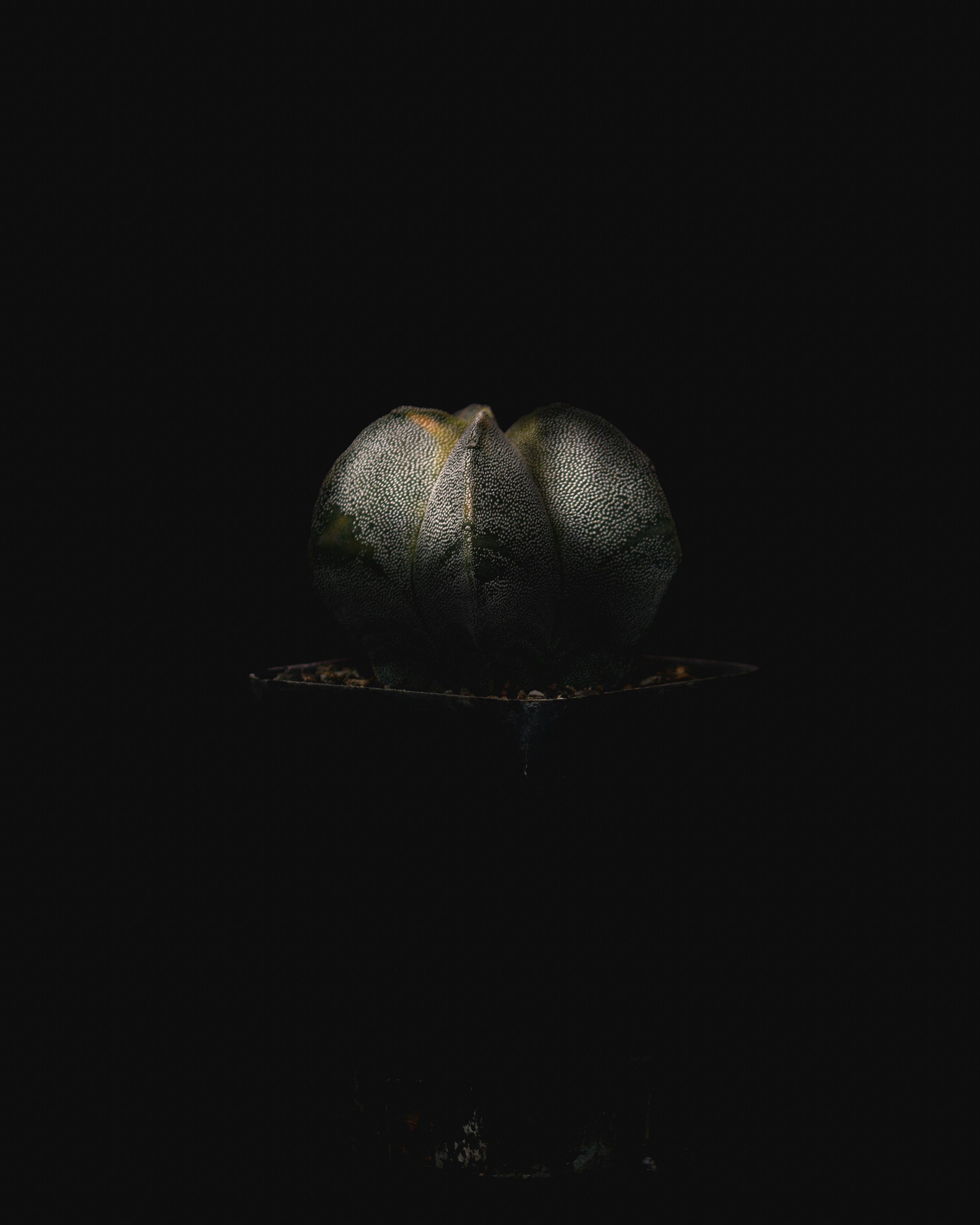 A solitary cactus emerges from darkness, showcasing its textured surface and unique shape against a black background.