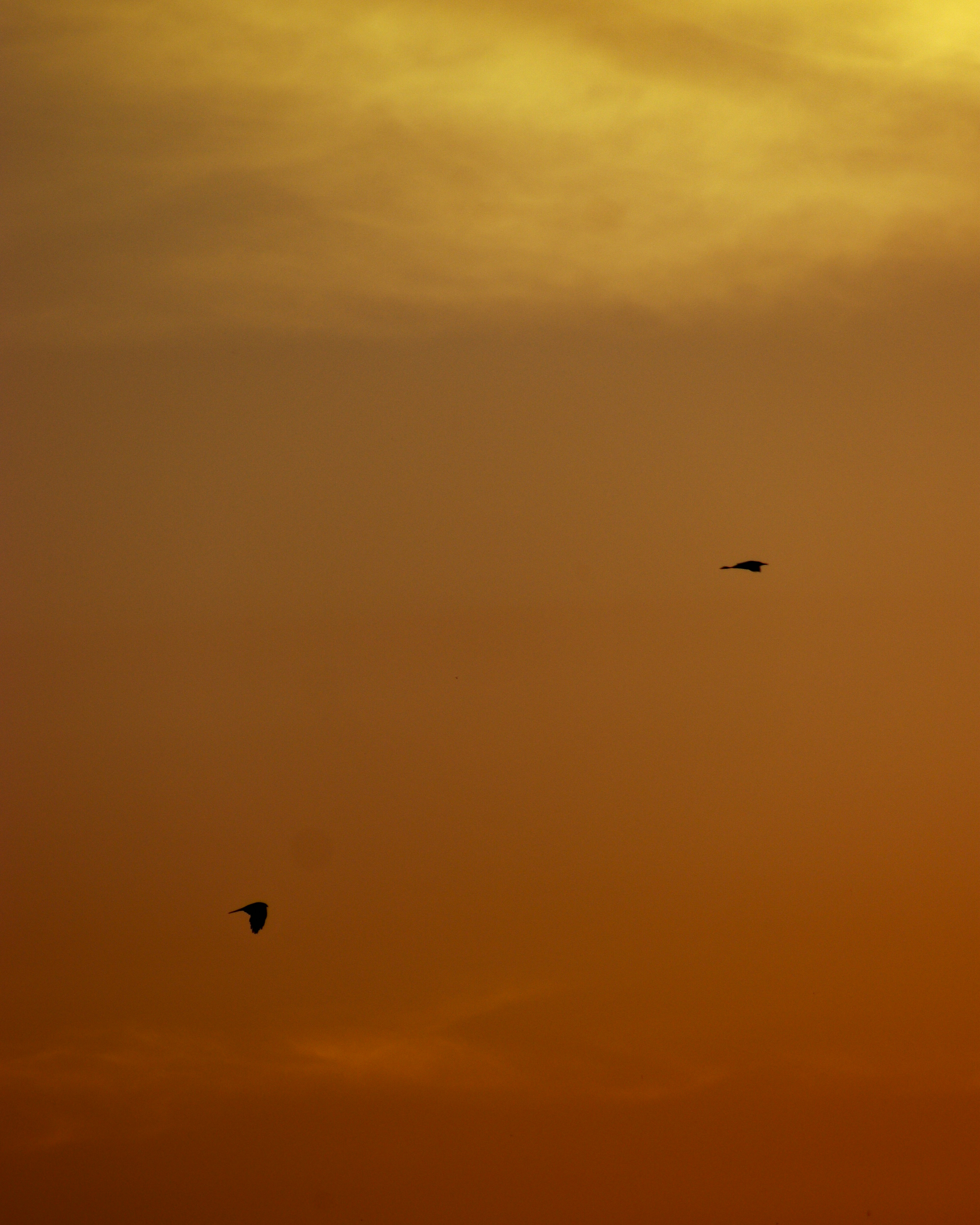 Two birds soaring against a gradient of warm orange and soft yellow hues in the twilight sky.