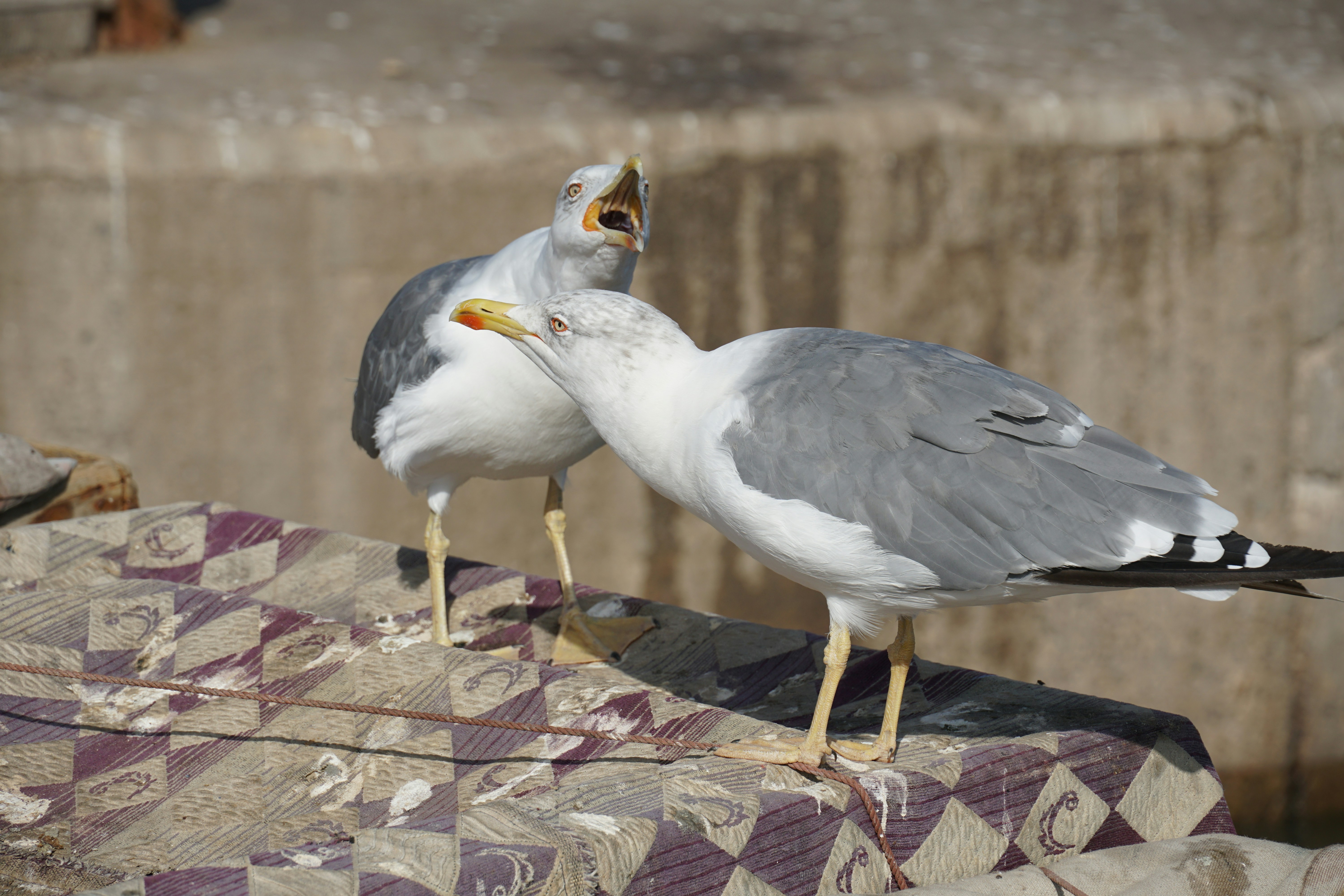 Seagulls in Dialogue: A Coastal Encounter