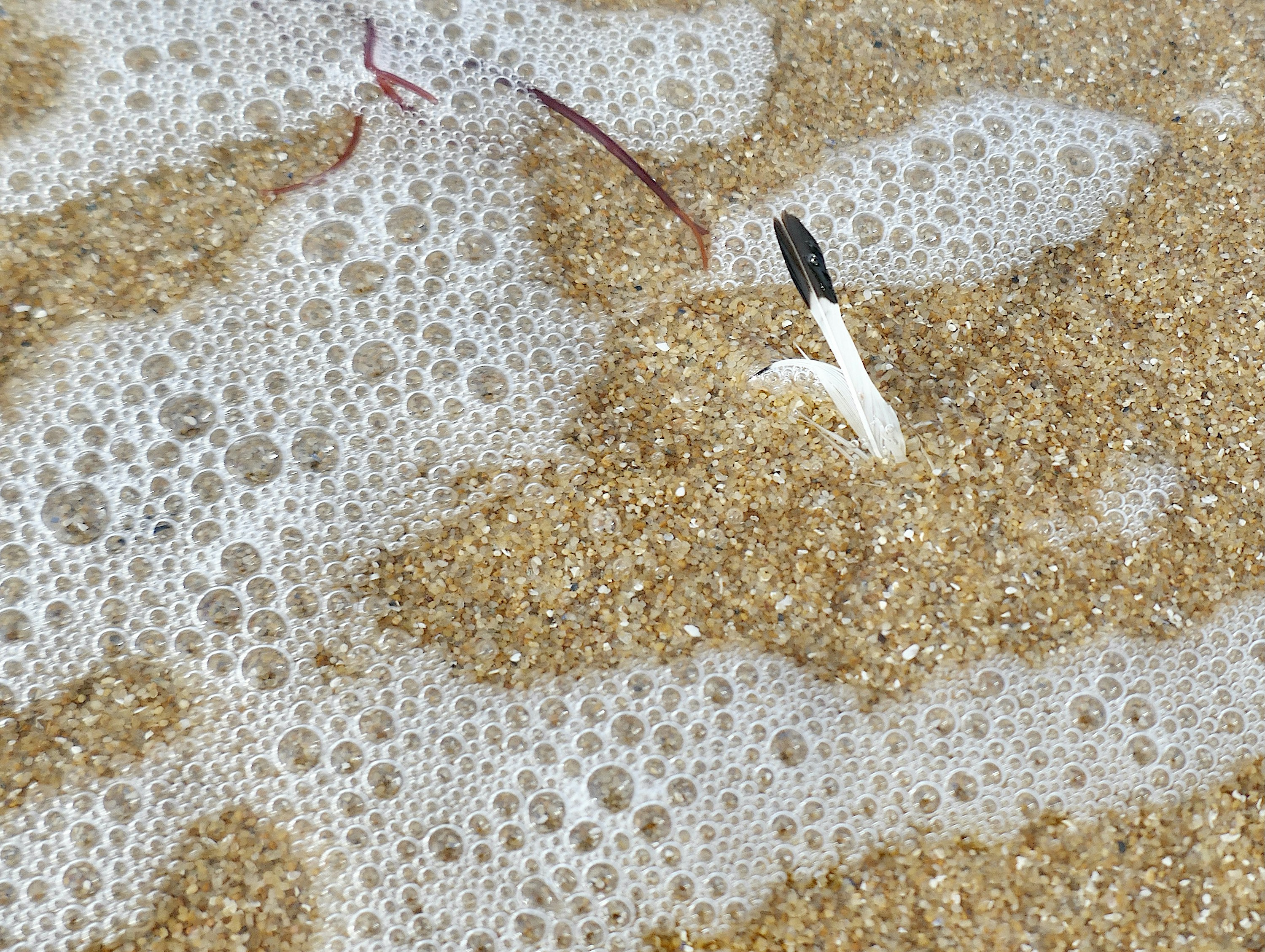 Whispers of the Shore: Nature's Hidden Details