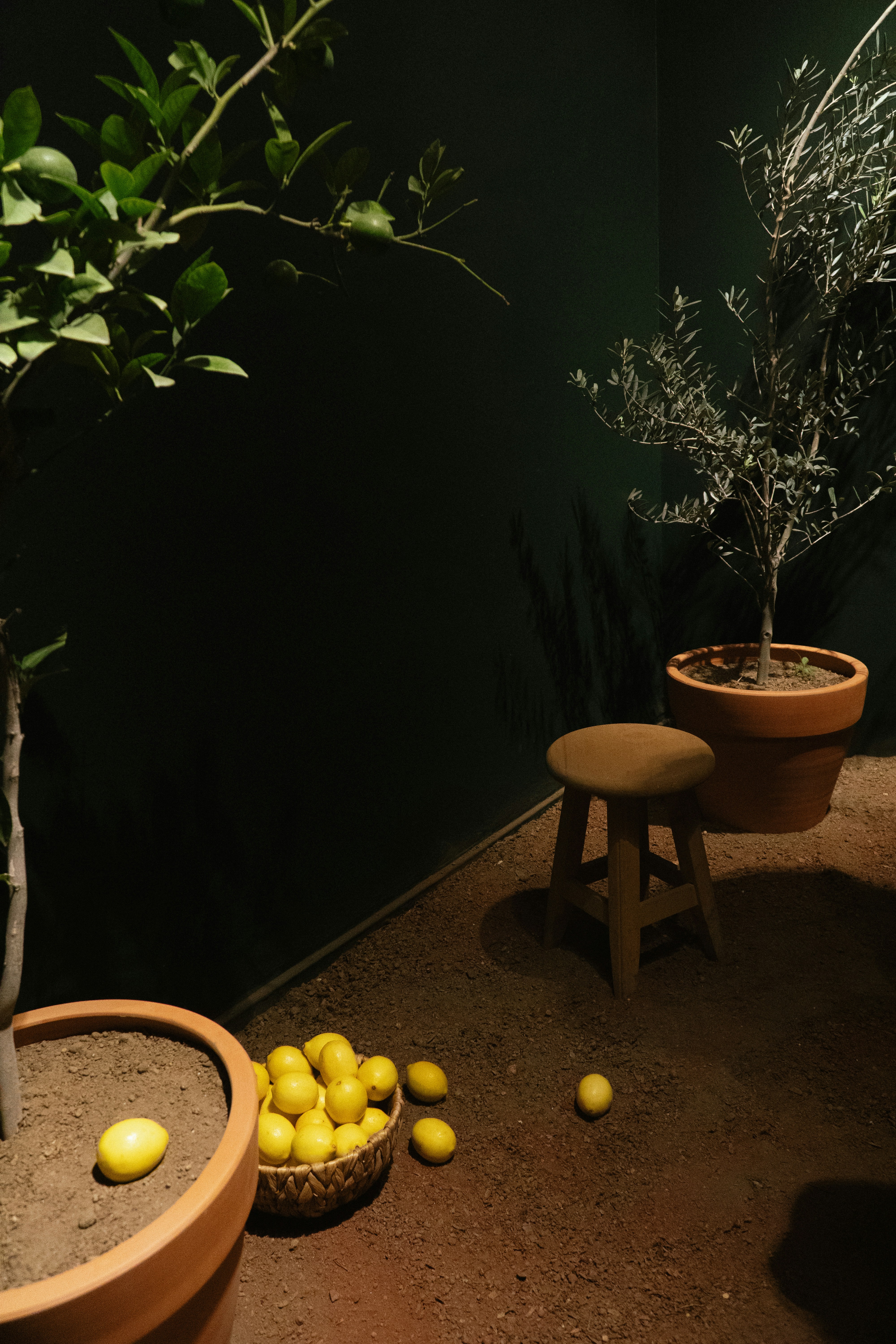 Citrus Serenity: A Still Life Encounter