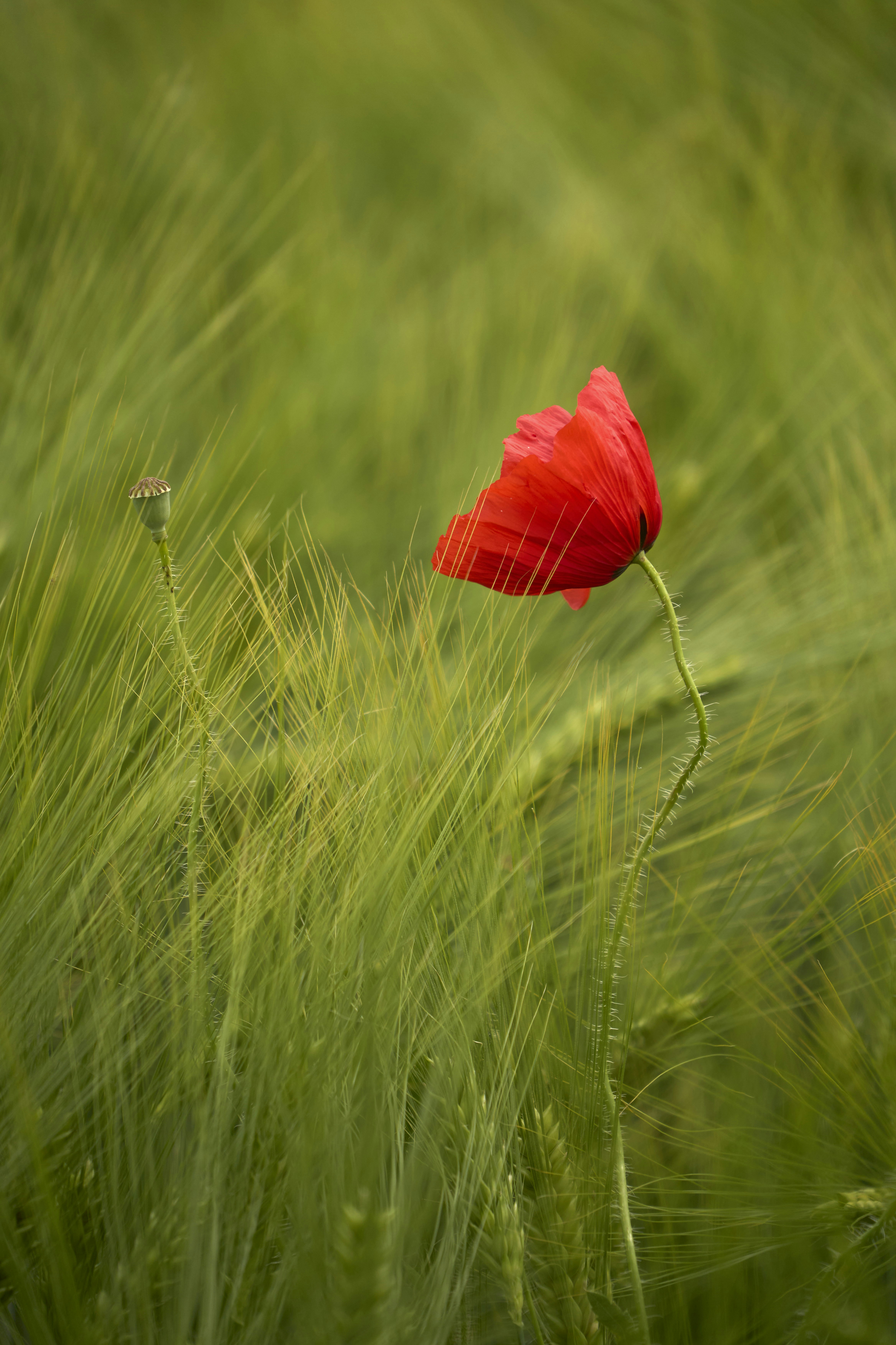 A single red poppy stands tall in a green field.