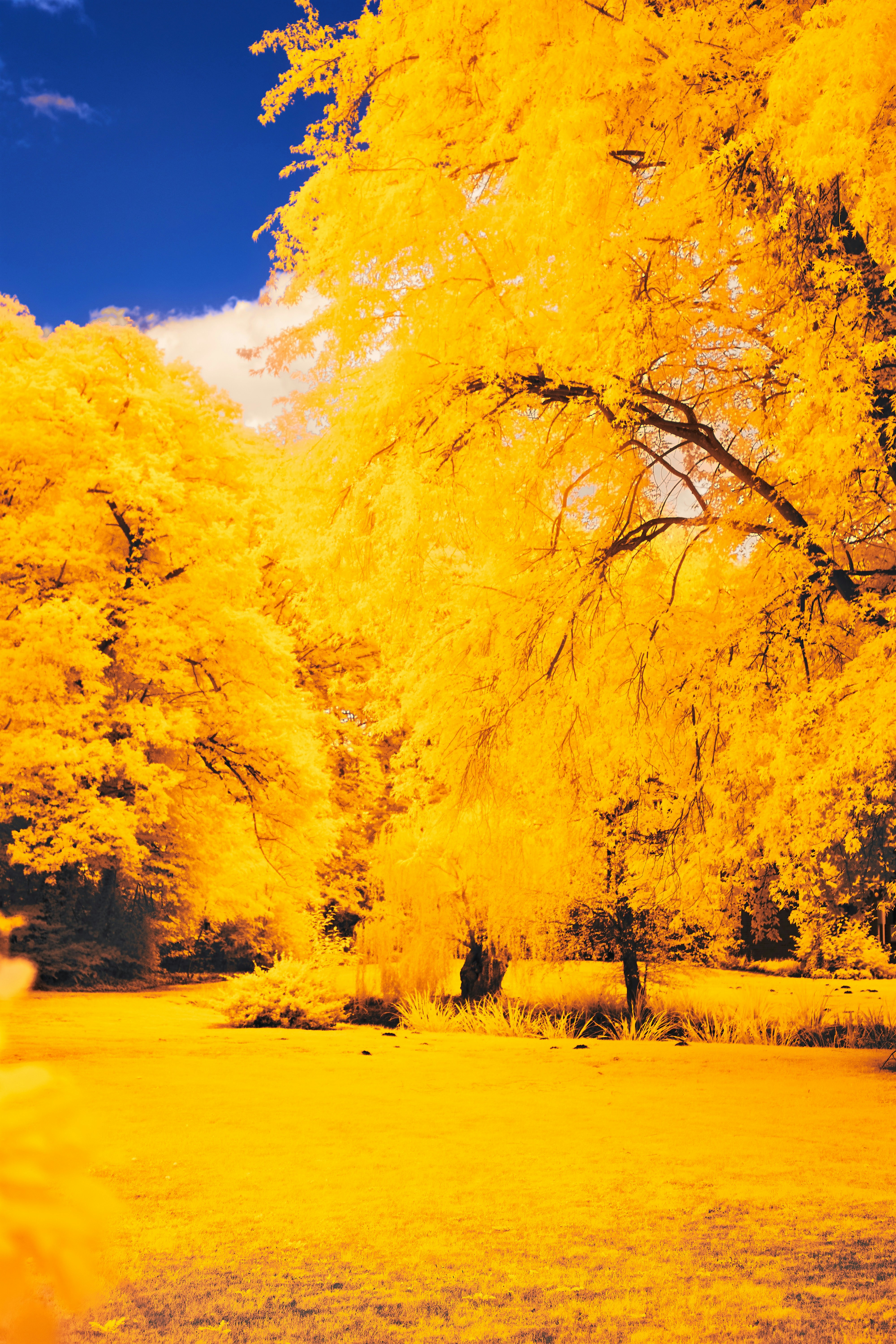 Vibrant golden trees envelop a serene landscape under a bright blue sky, highlighting the beauty of autumn foliage.