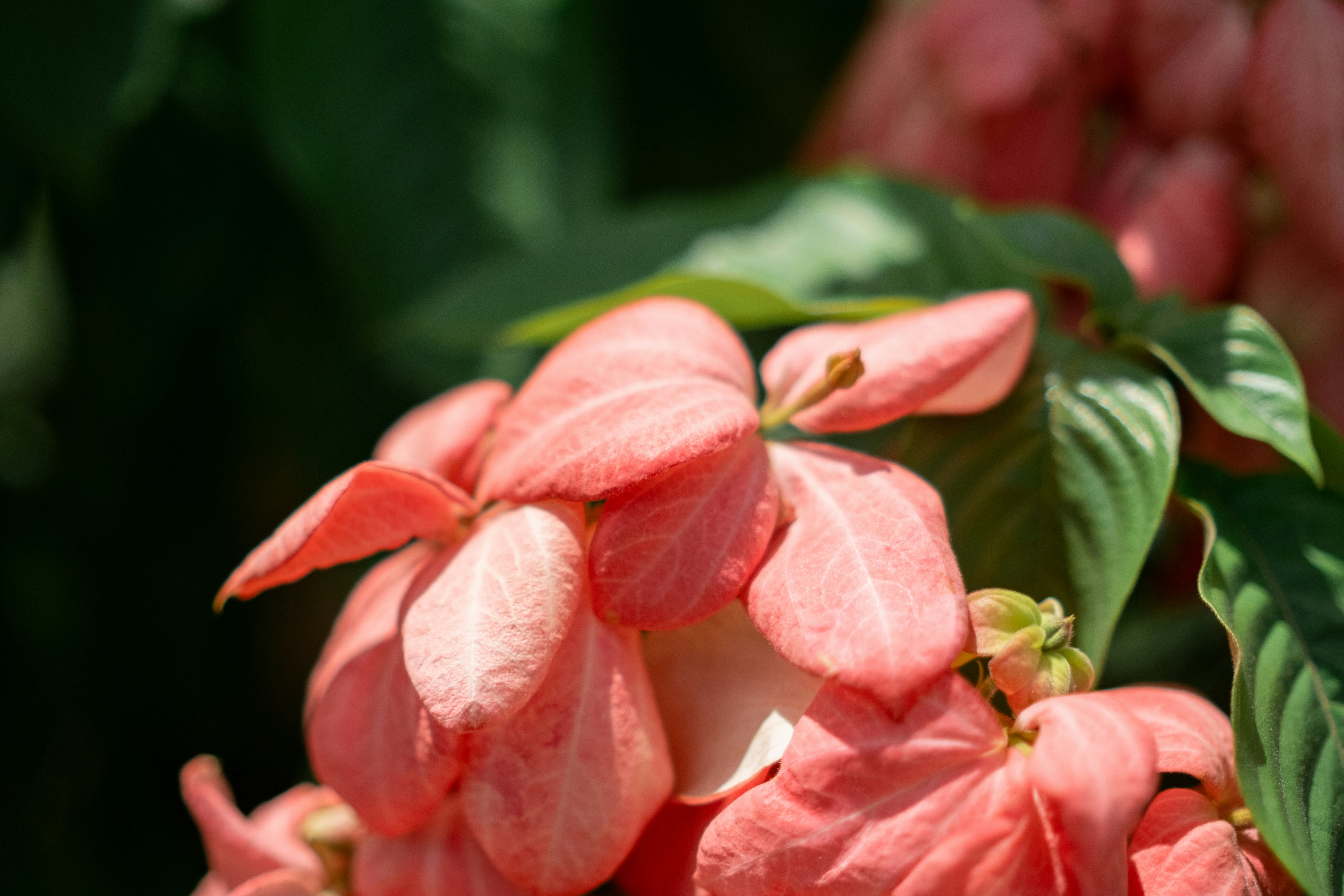 Soft Coral Bougainvillea in Morning Light