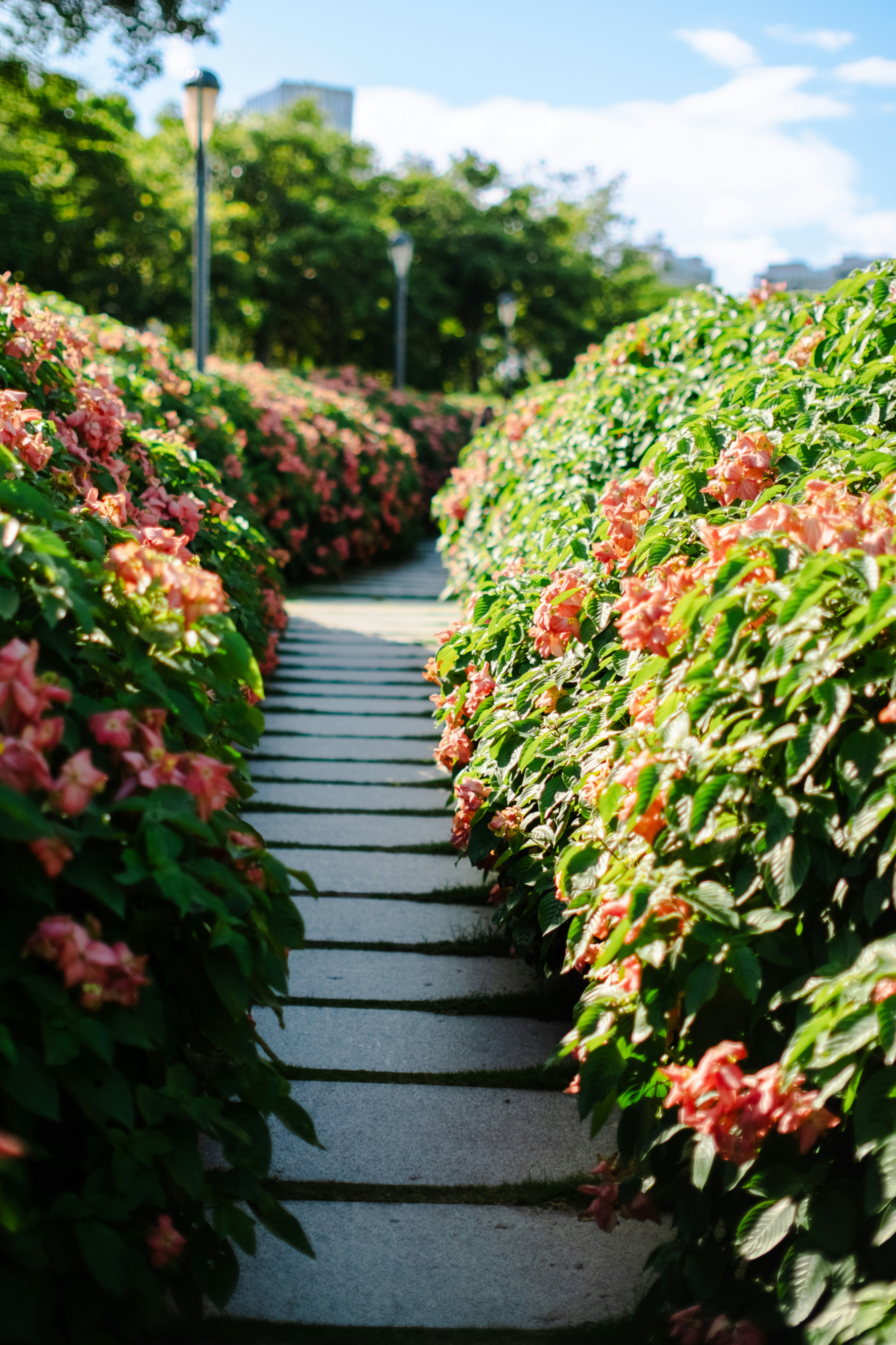 Serene Pathway Through Floral Embrace