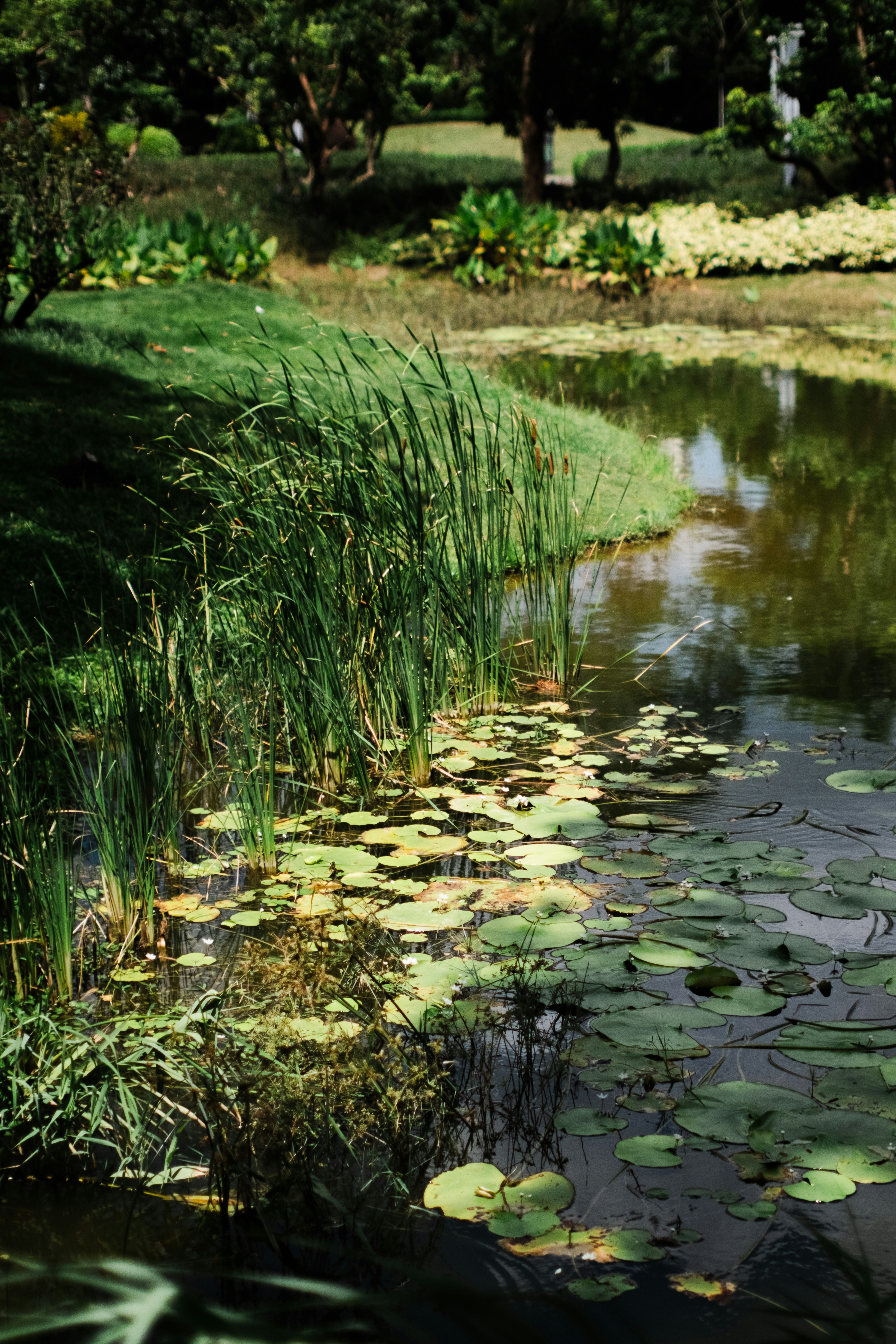 A tranquil pond with lily pads and tall grass.