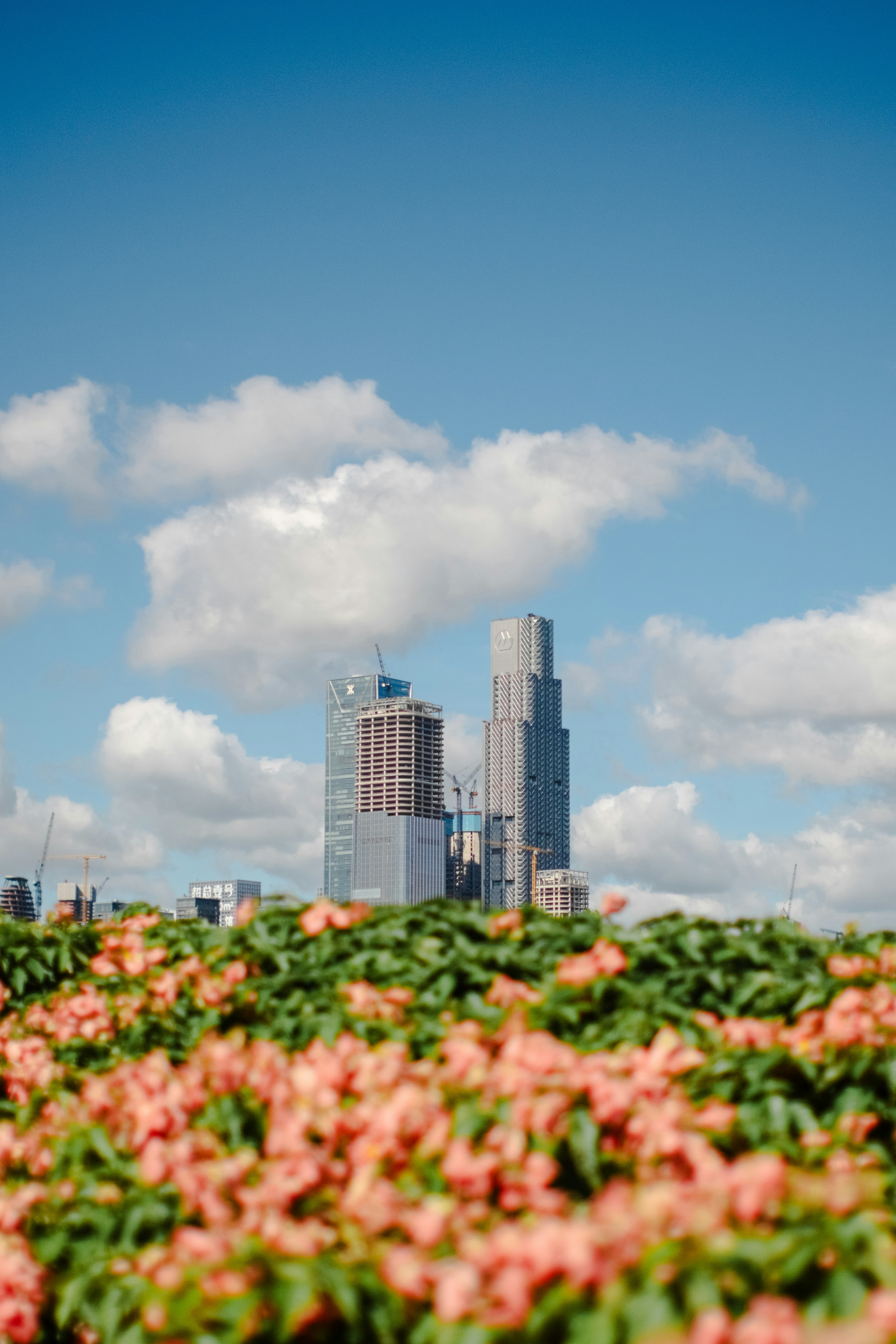 Skyscrapers rise above a field of blooming flowers.