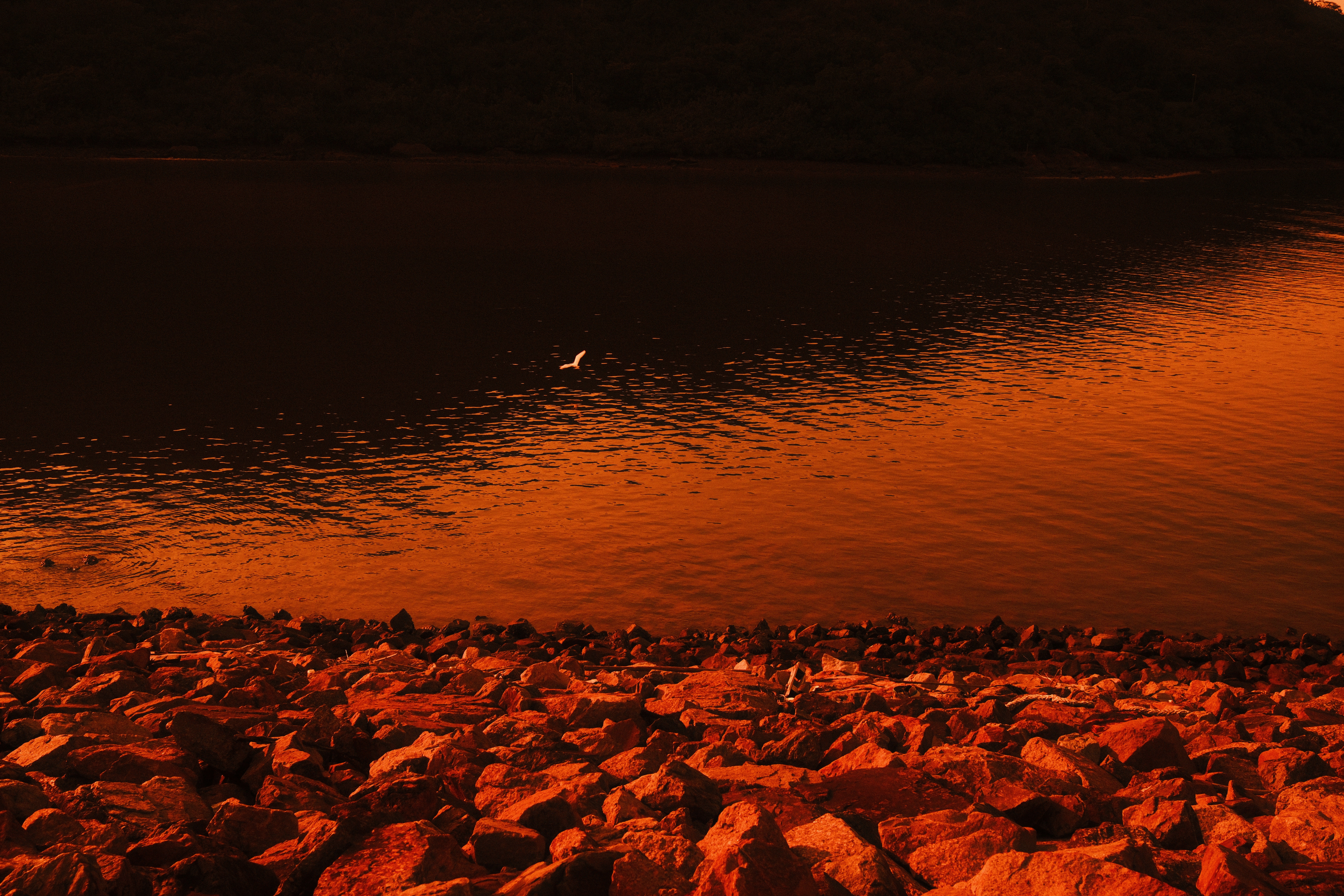 Reflections of Ember: A Serene Shoreline Encounter