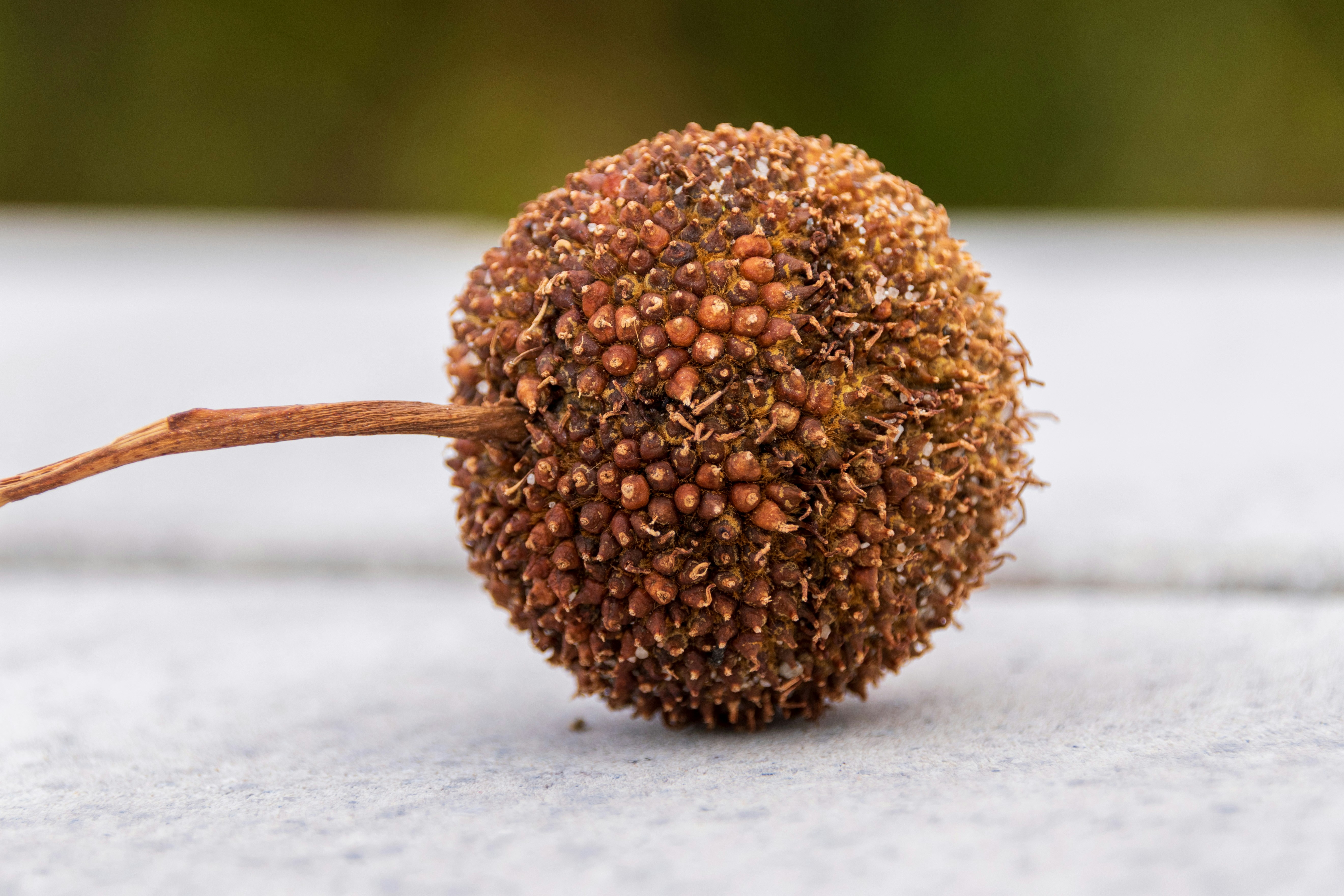 Nature's Textured Sphere