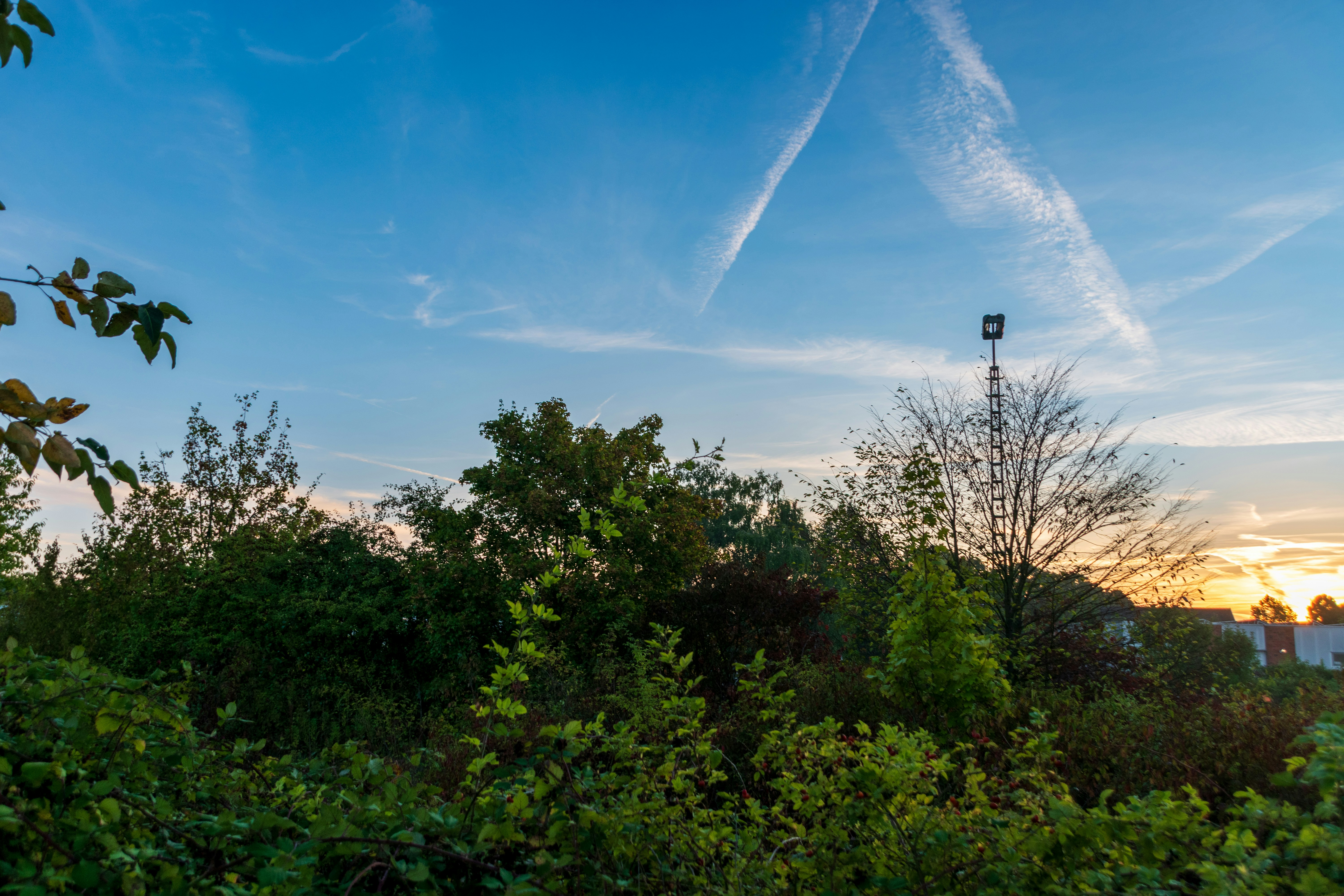 Trees and sky with contrails at sunset