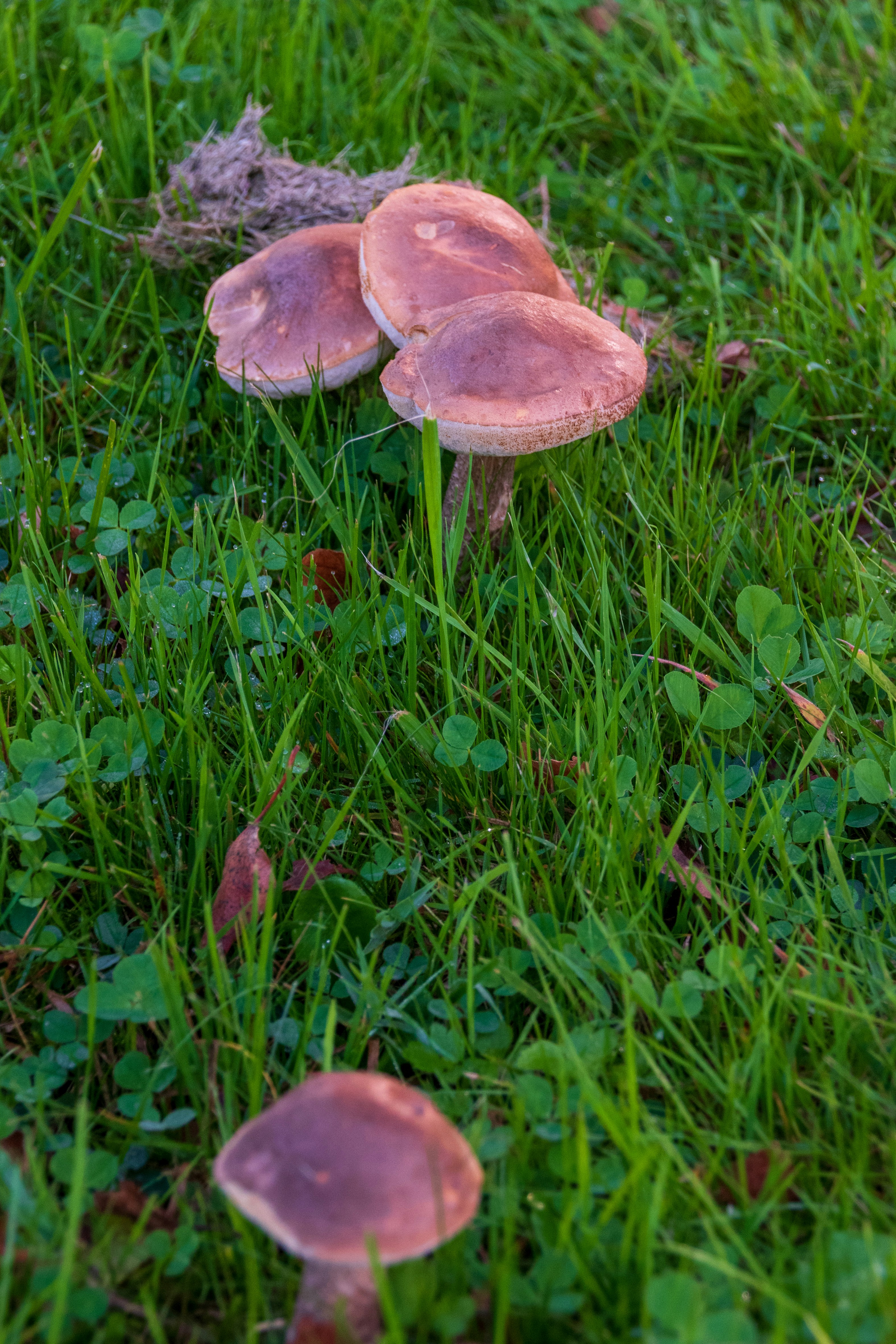 Mushroom Choir in a Meadow of Green