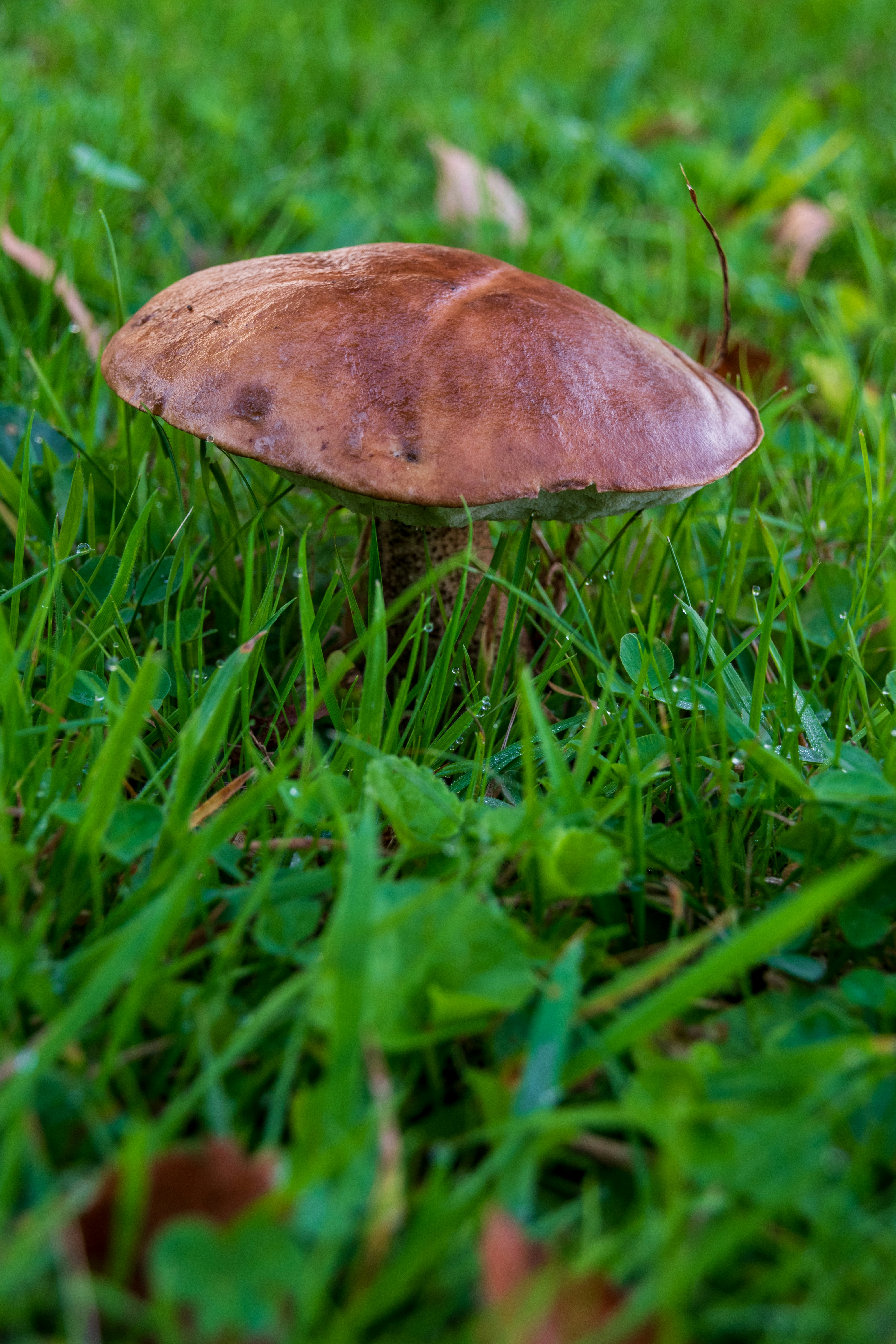 Red-Capped Mushroom Emerges from a Verdant Carpet